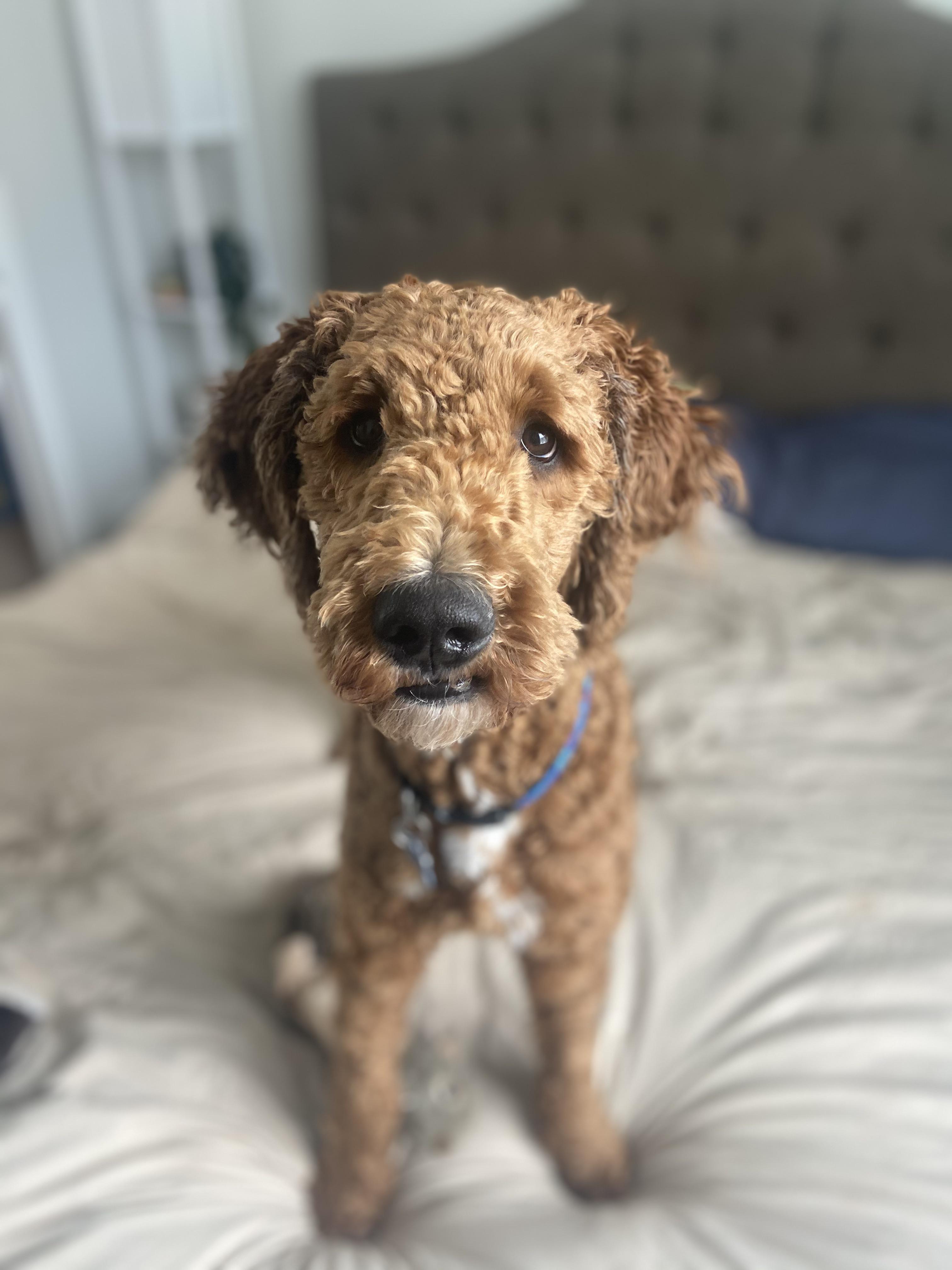 Our 10 month, freshly shaved doodle, Ralphie. | Scrolller