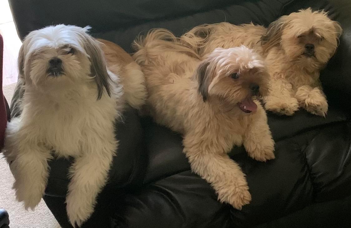 Our 3 shorkie boys...l-r Gozer, Dazzle, and Razzle. There are at their maximum floof. | Scrolller