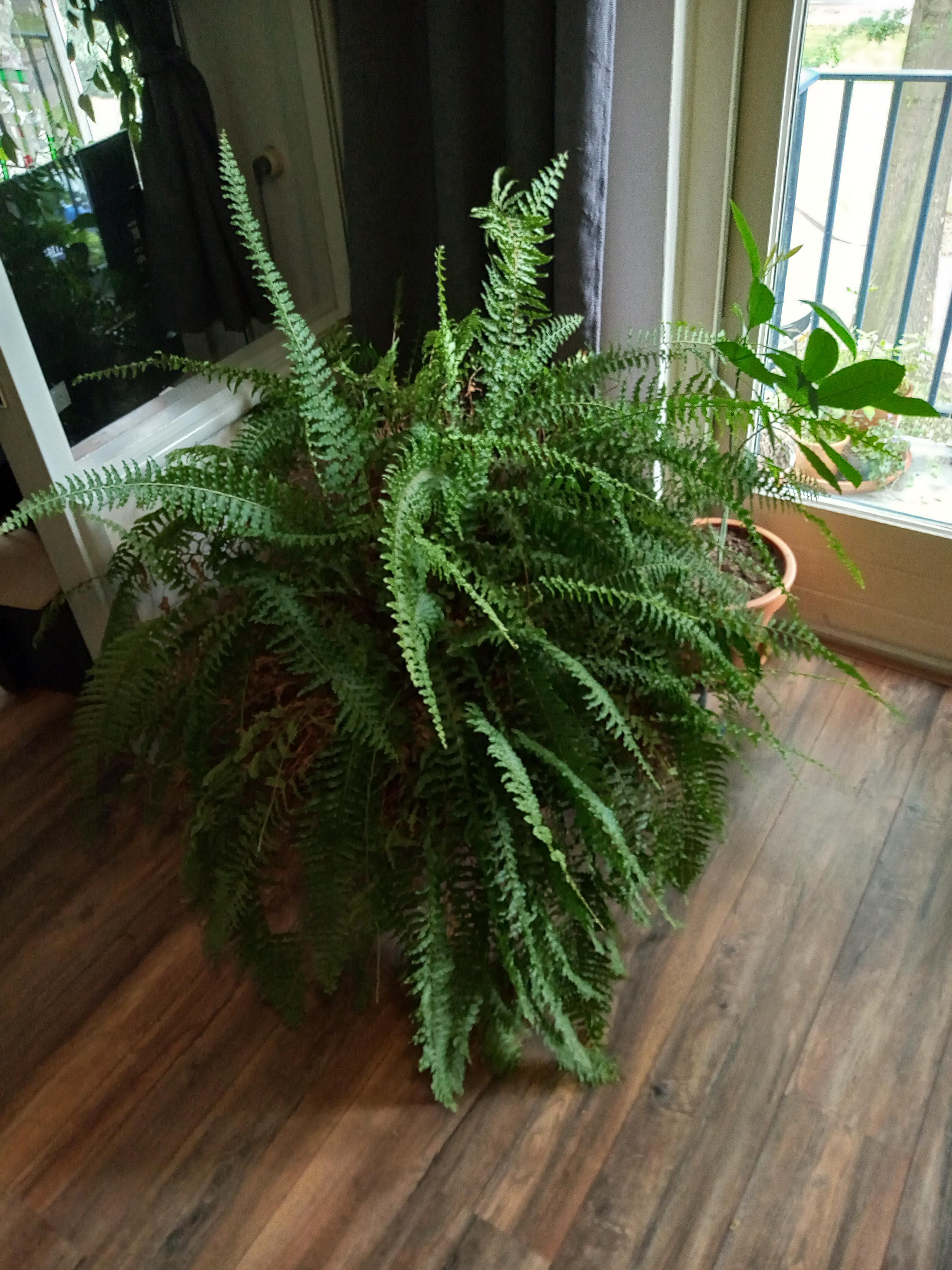 Our 30 year old fern | Scrolller