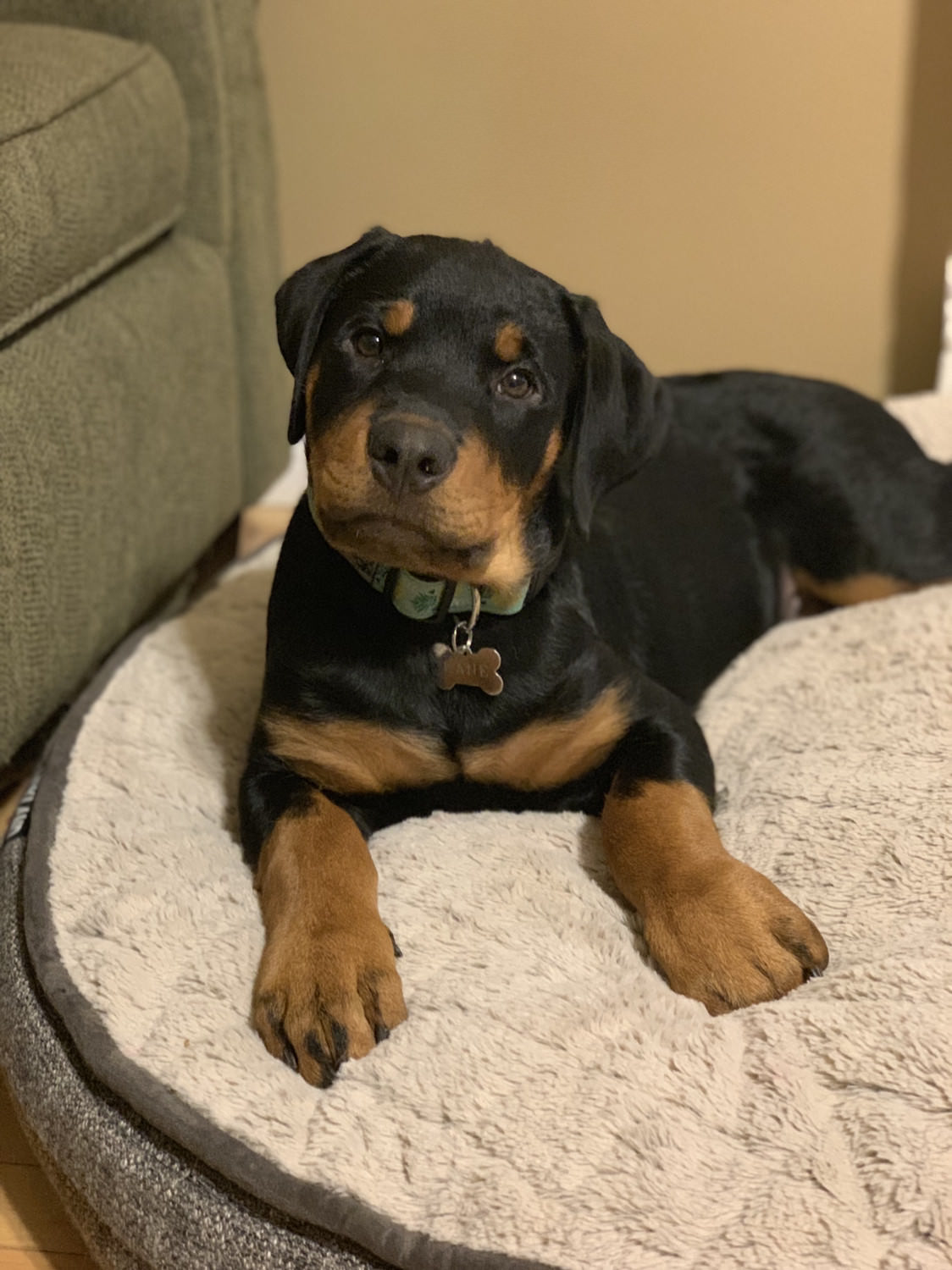 Our 4 month old boy Kane looking dapper as ever. | Scrolller