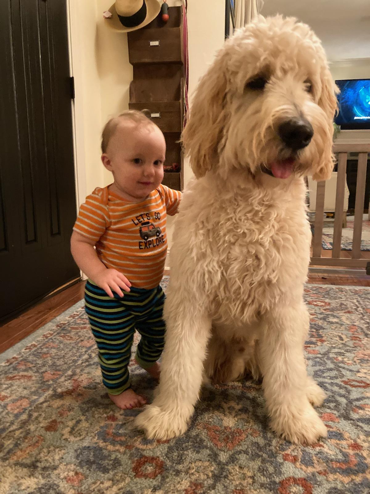 Our 7 month old Ted is huge; 68 lbs to be exact. 1 year old Max for scale. | Scrolller
