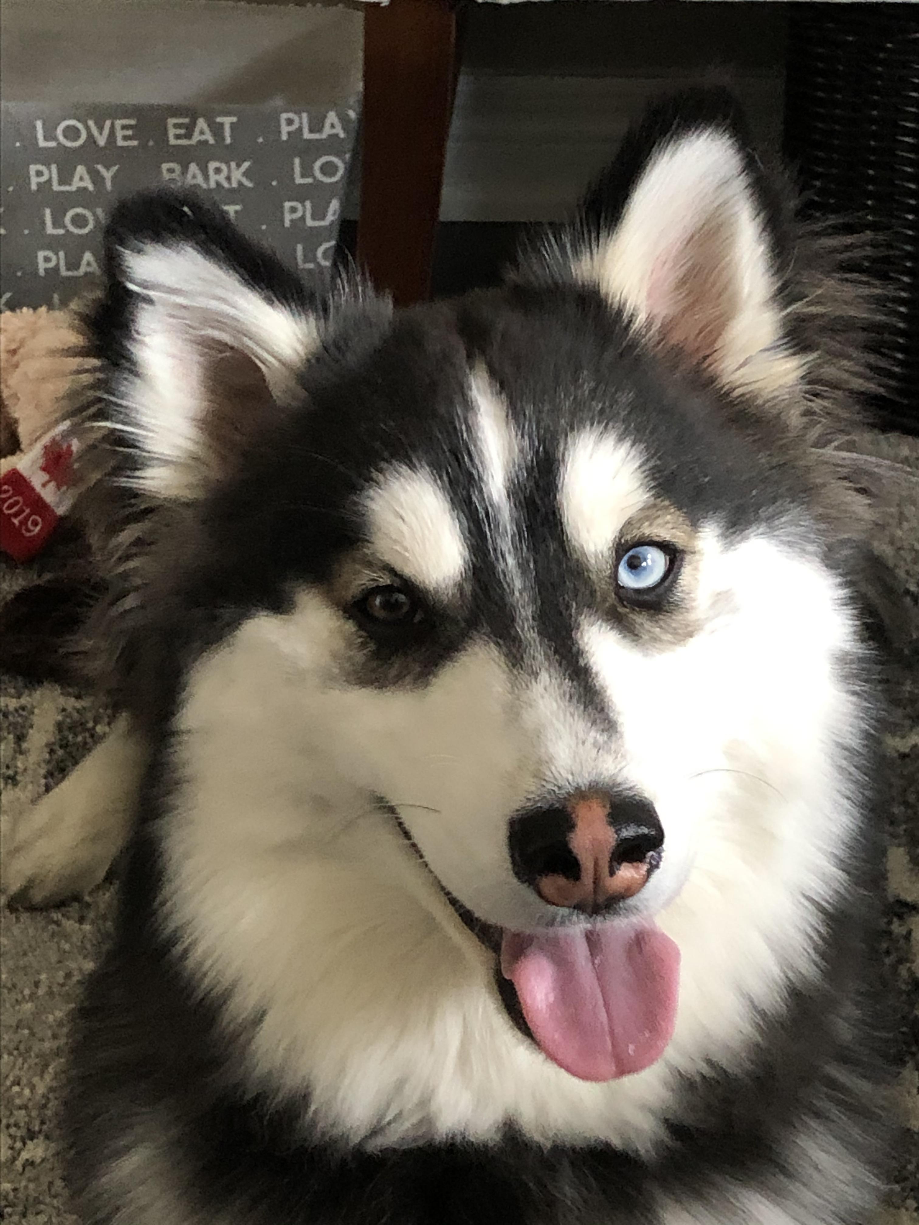 Our 8 month old Pomsky, Mimosa! | Scrolller