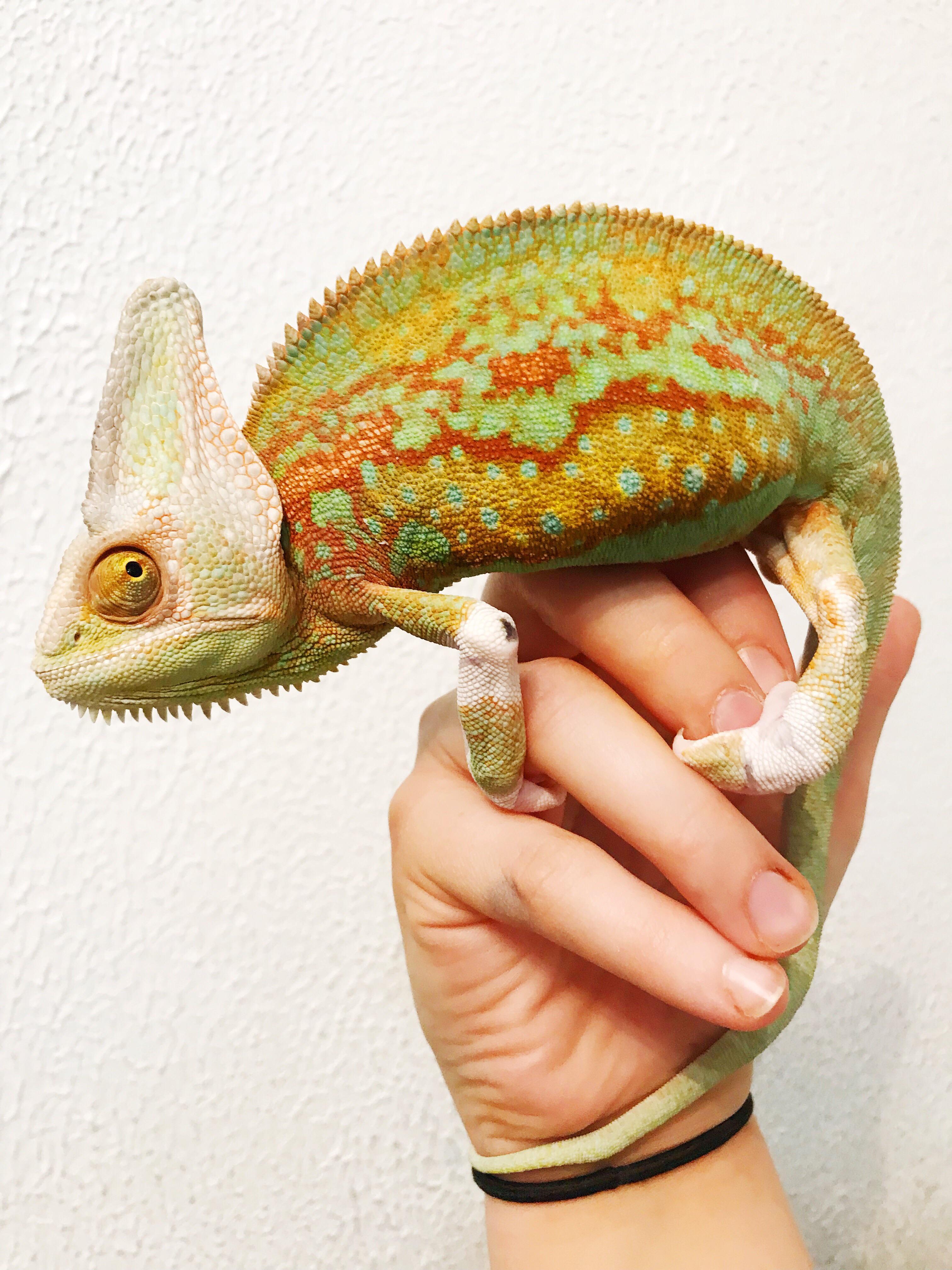 Our beautiful piebald Spyro is getting big! | Scrolller