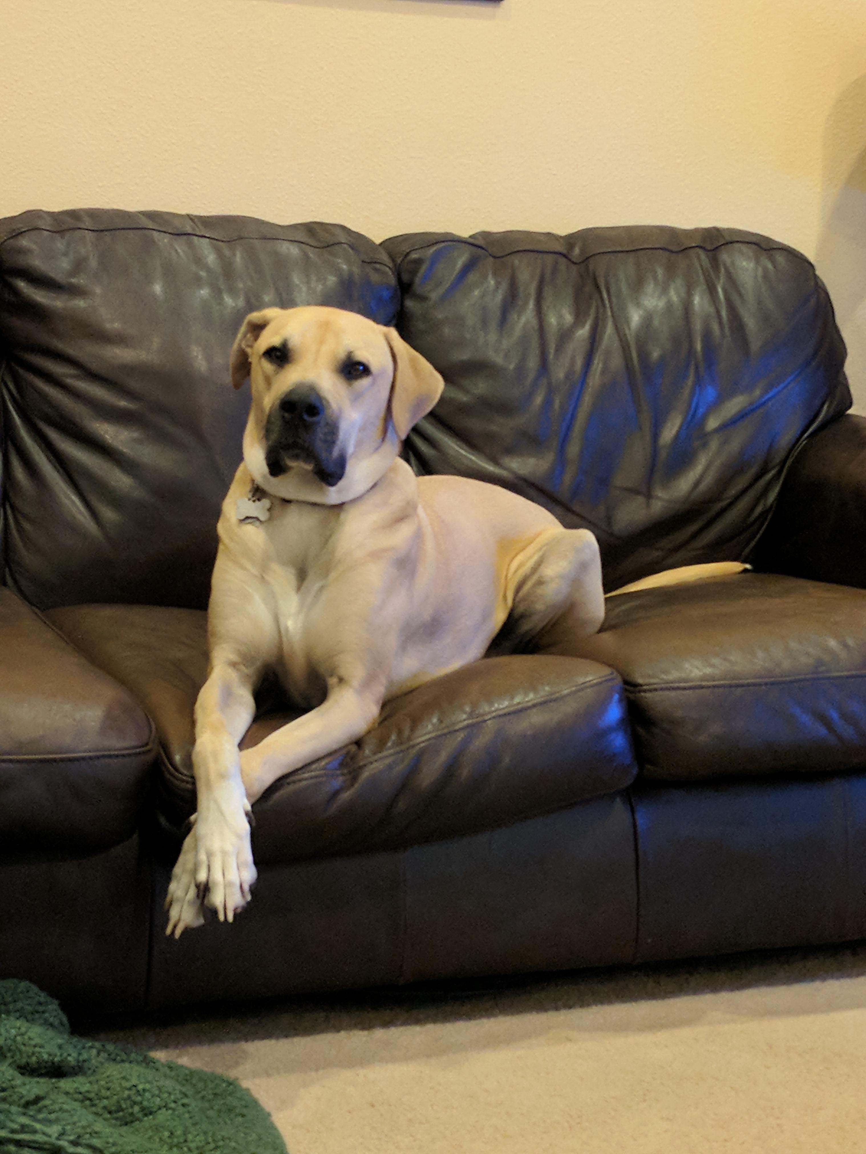 Our BMC/Mastiff mix. 100lbs and regal af. | Scrolller
