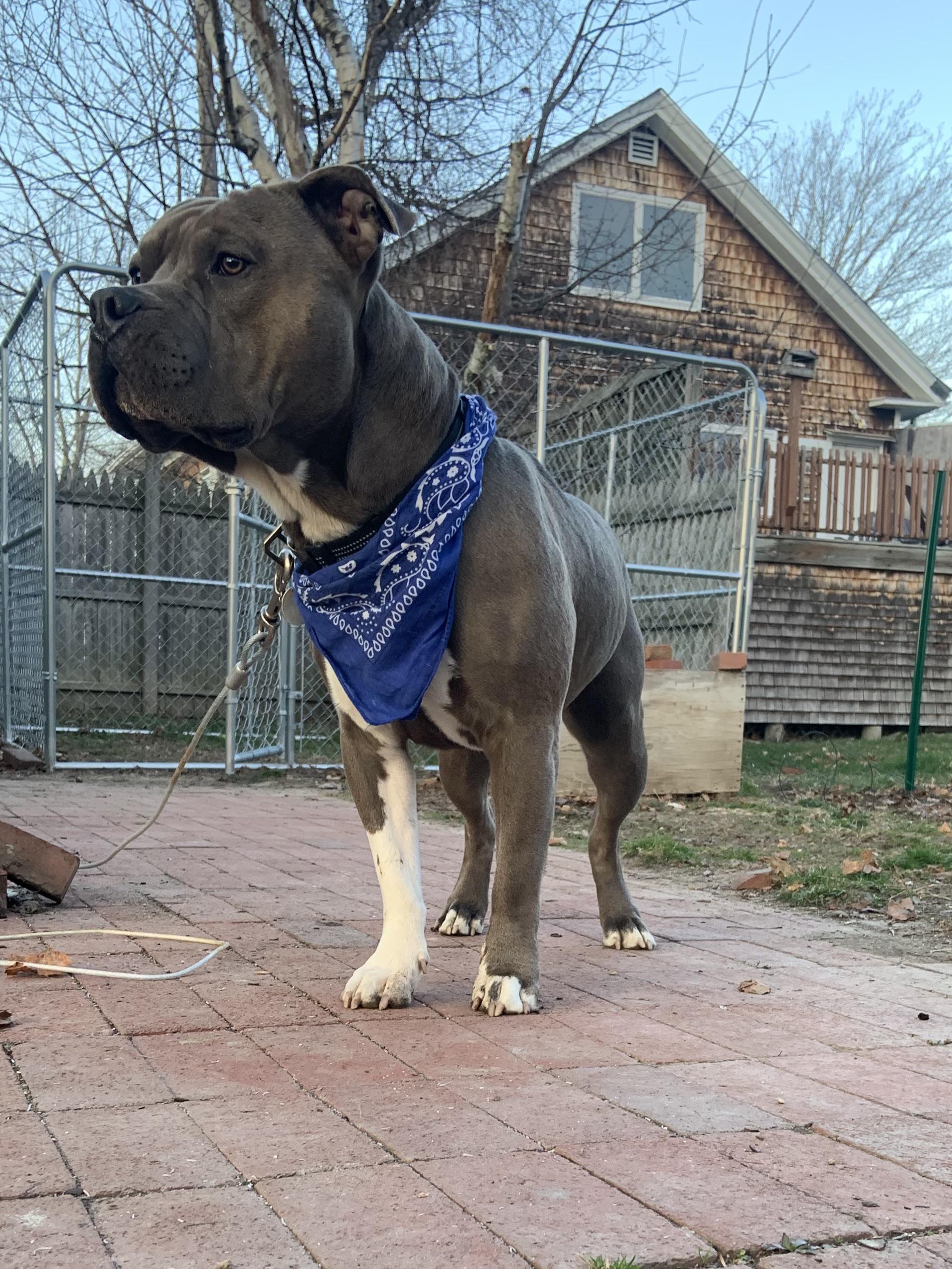 Our boi, Norman aka Chunk | Scrolller