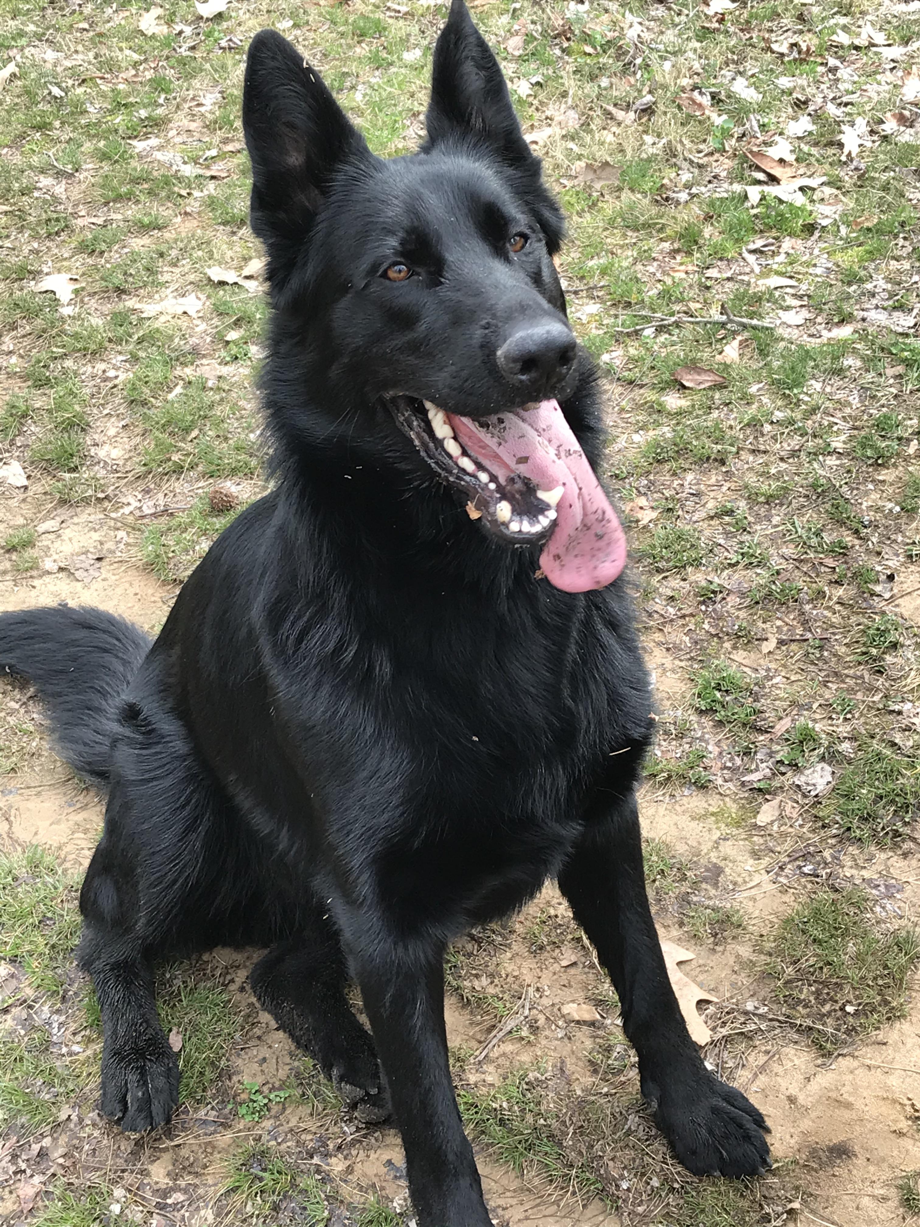 Our boy in all his glory. Dirty tongue and all | Scrolller