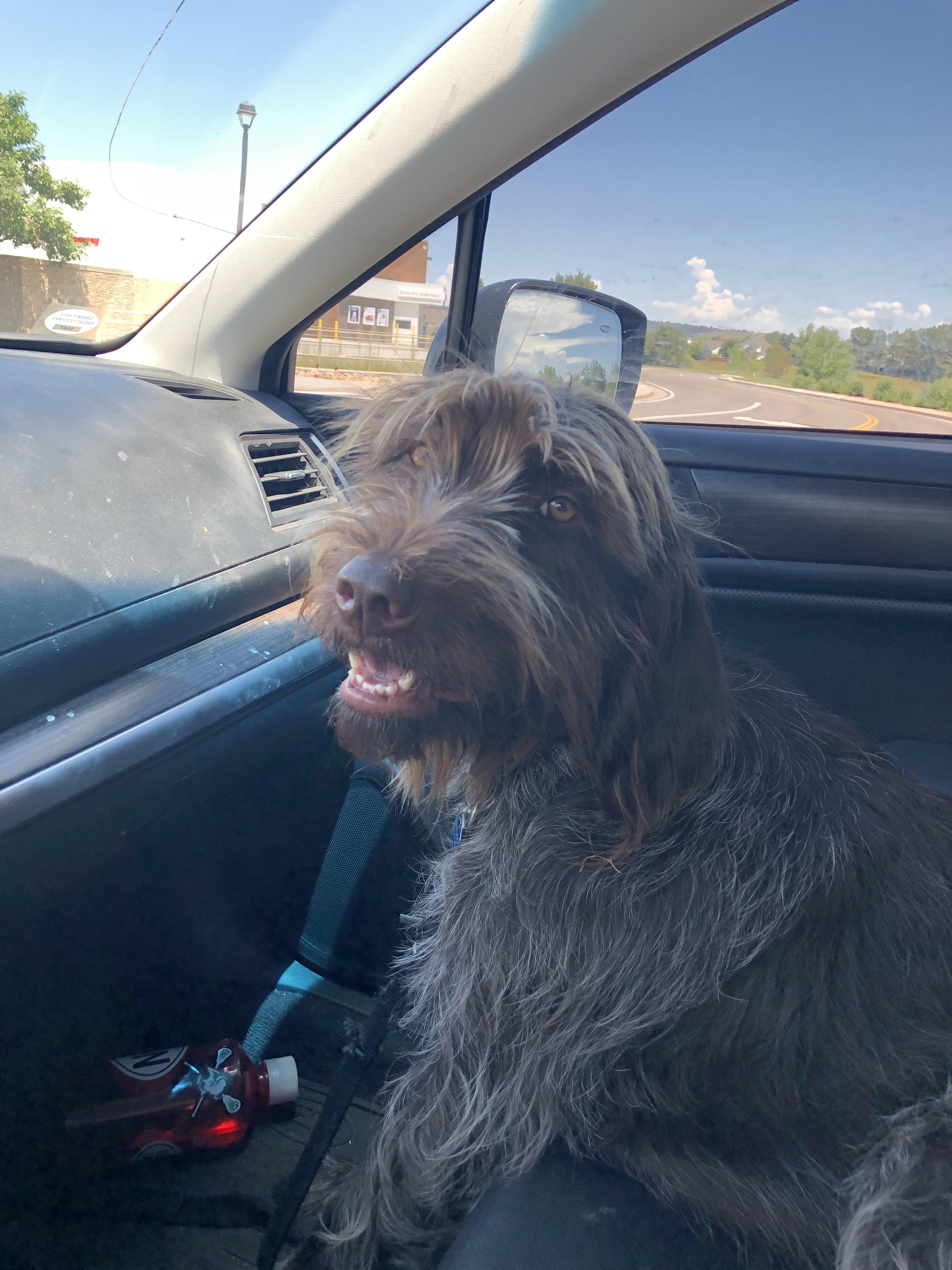 Our boy Otis | Scrolller