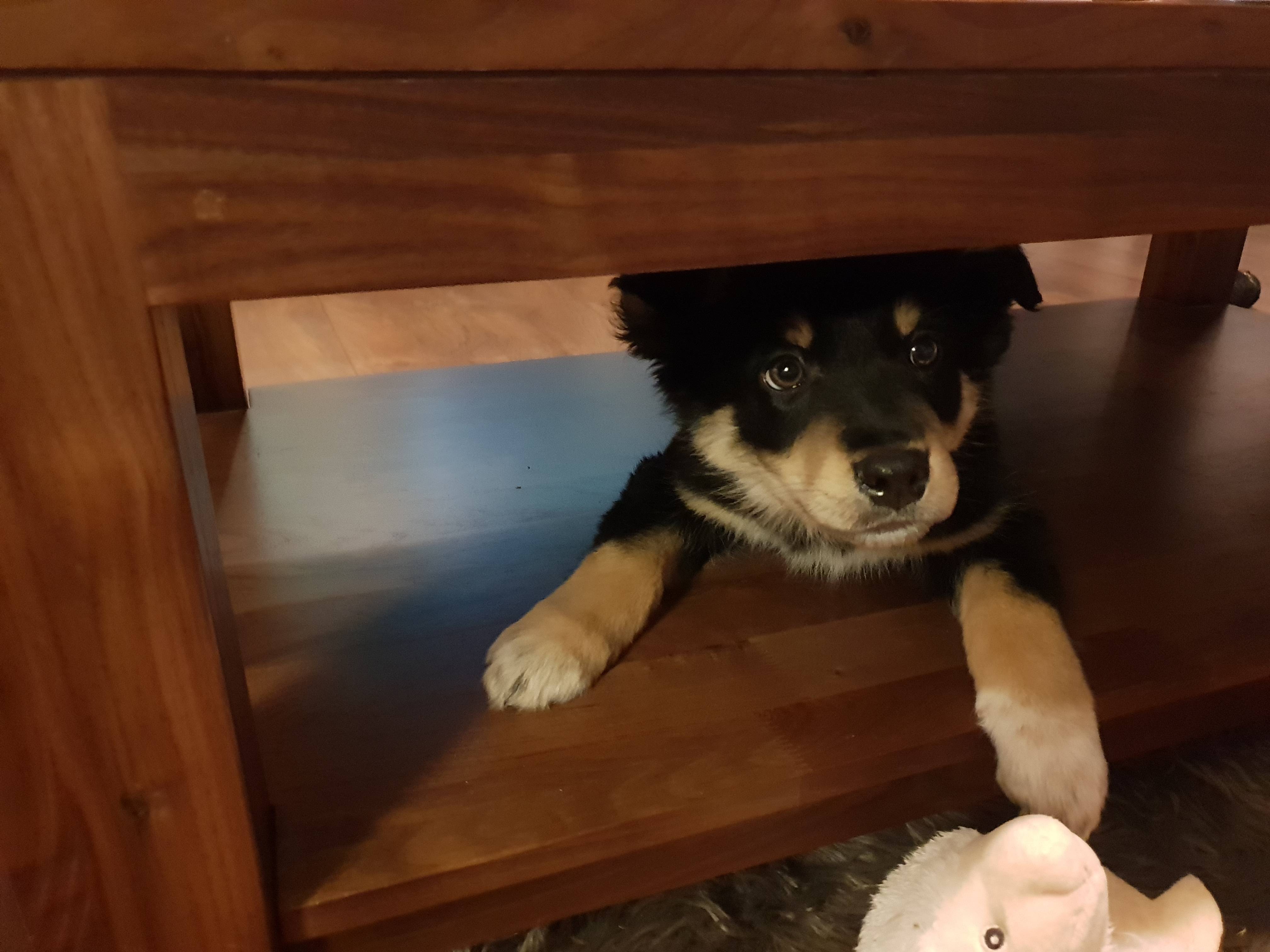 Our buddy Barney. | Scrolller