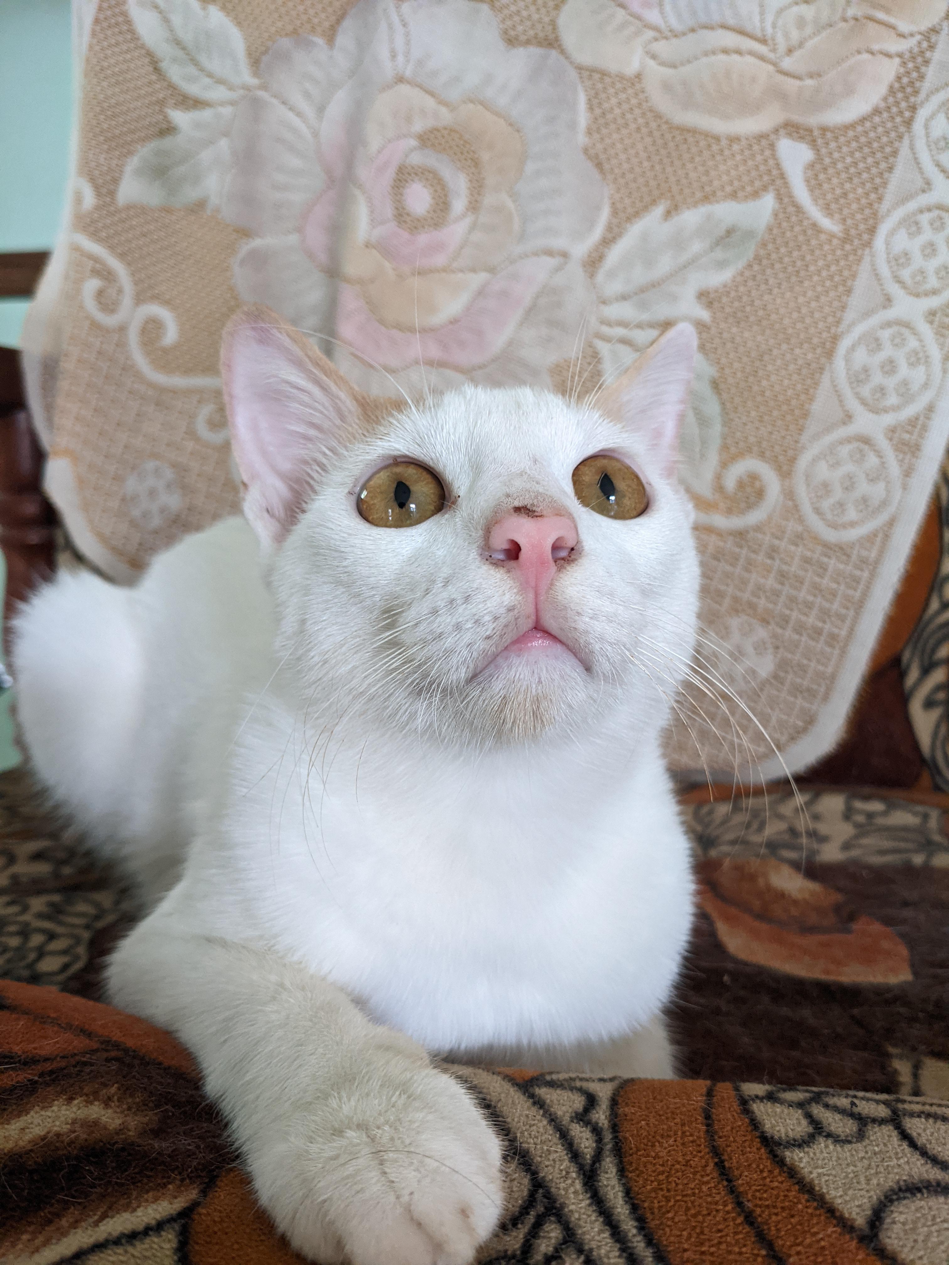 Our cat watching birds fly in and out of their nest above | Scrolller