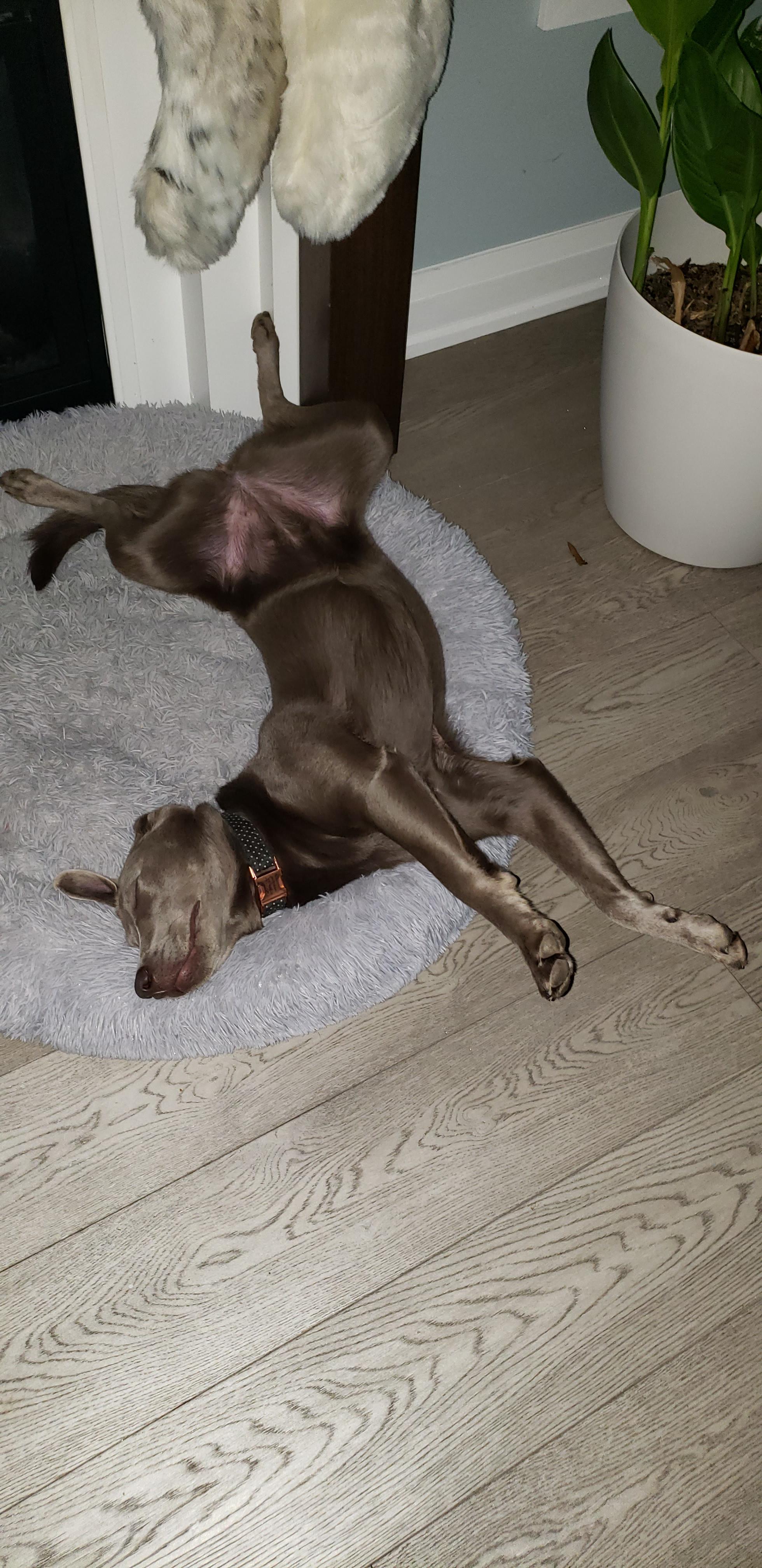 Our classy derp settling down for the night | Scrolller