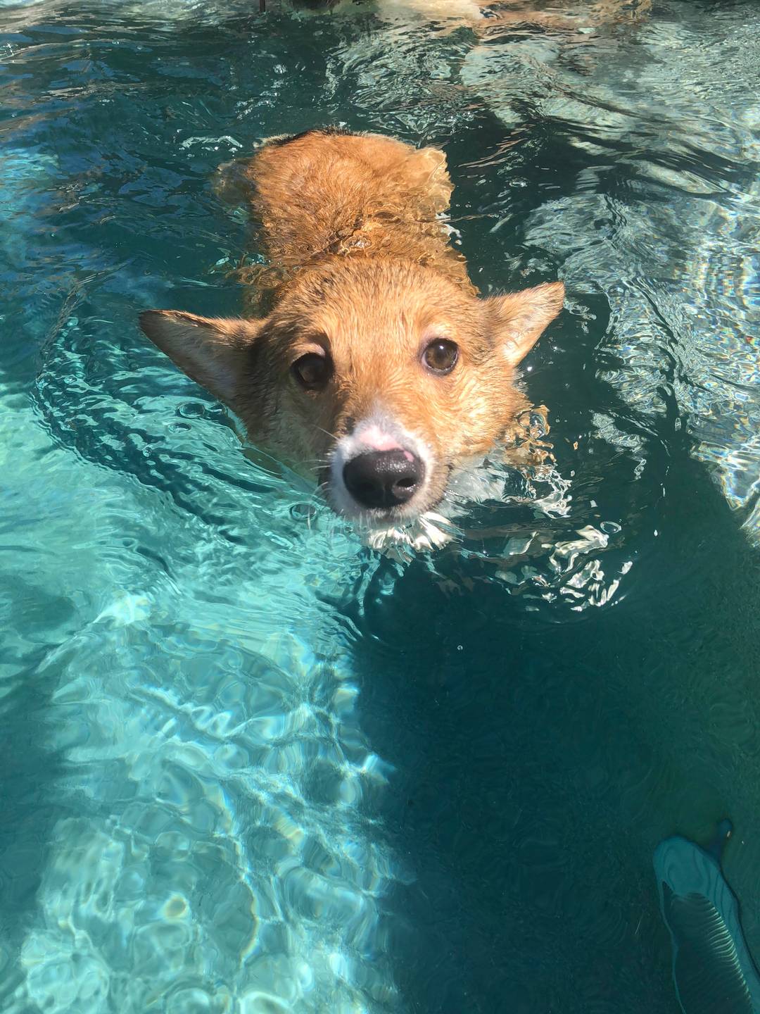 Our Daisy went for a swim for the first time today and loved it! She kept jumping in! | Scrolller