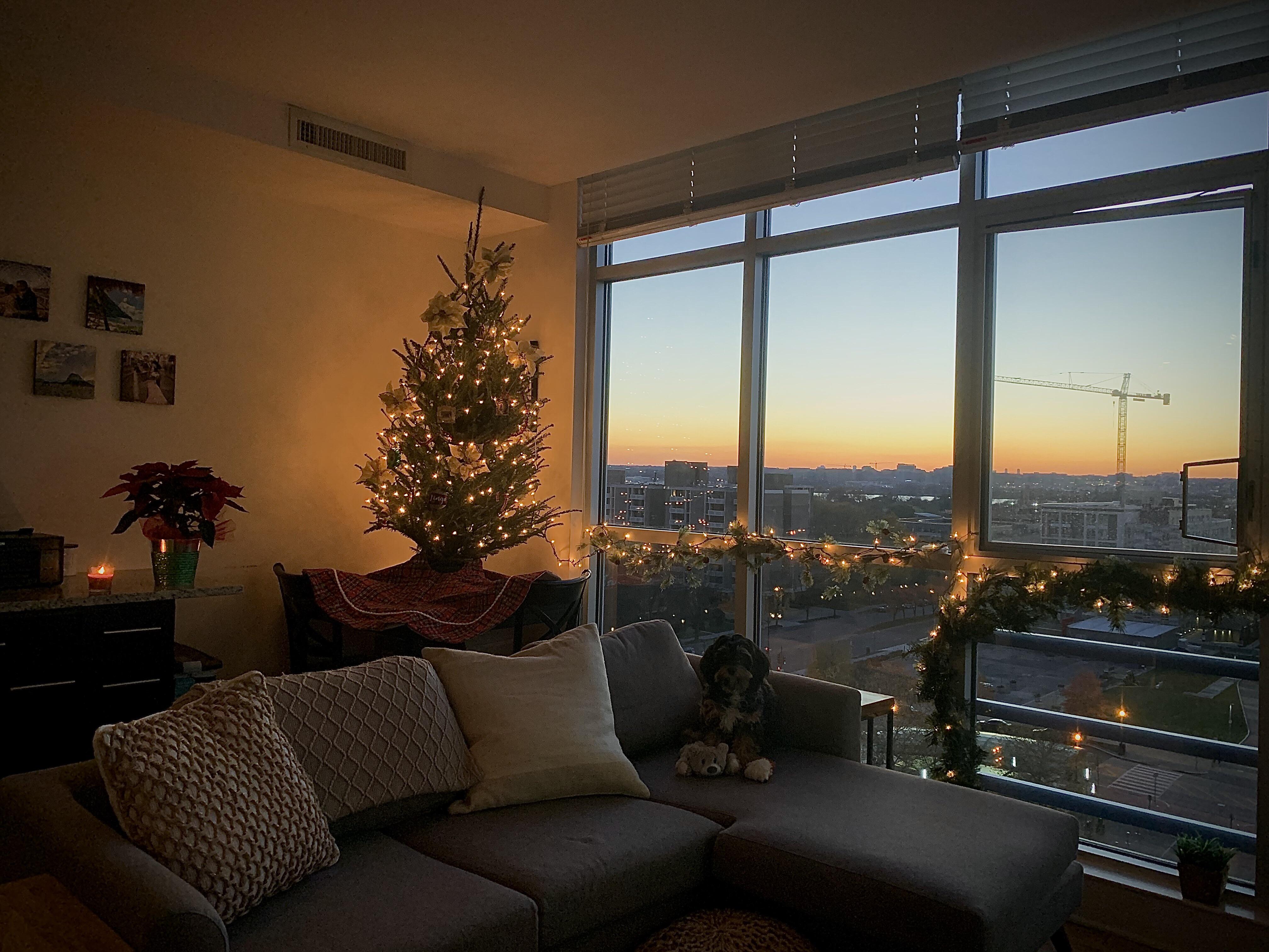 Our Douglas Fir is up and shining bright | Scrolller