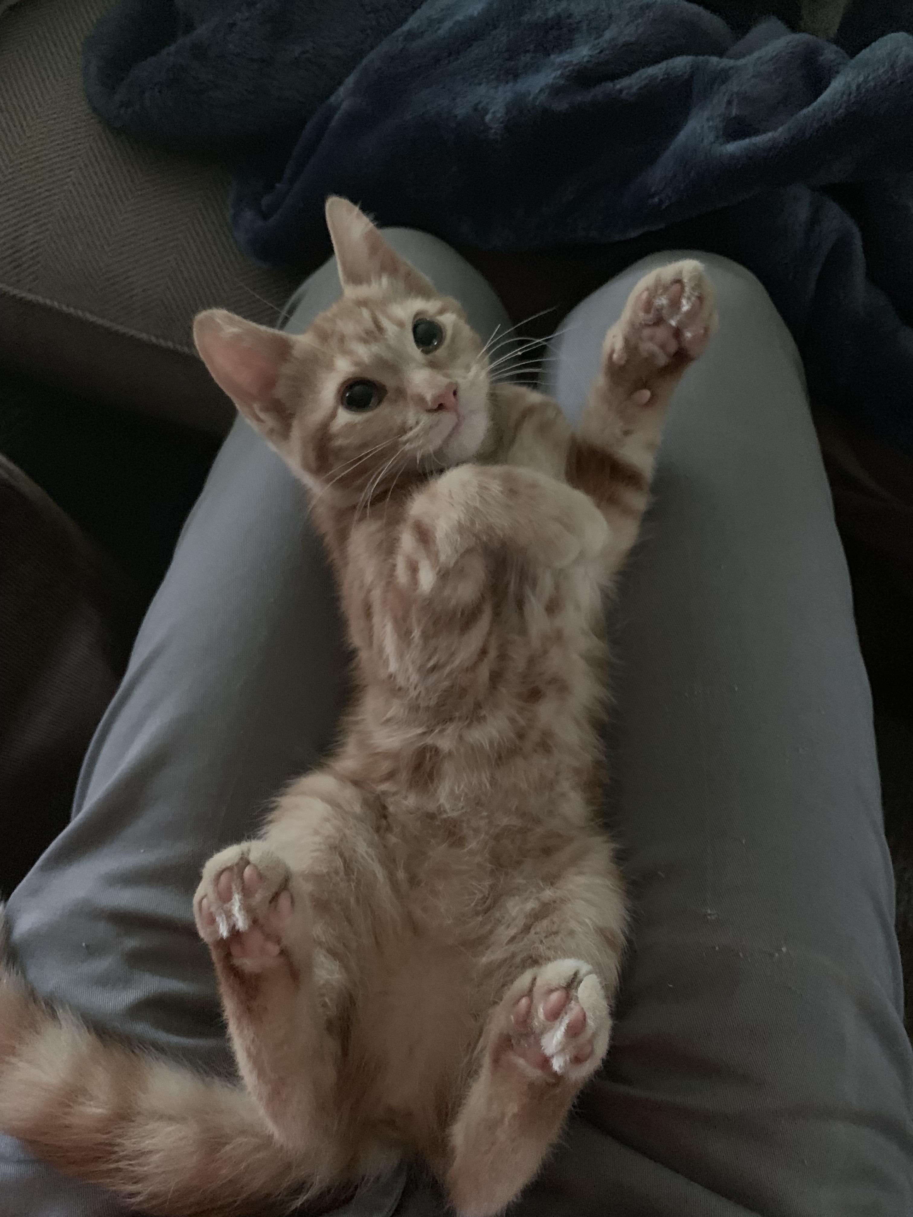 Our foster Lola loves showing off her beans! | Scrolller