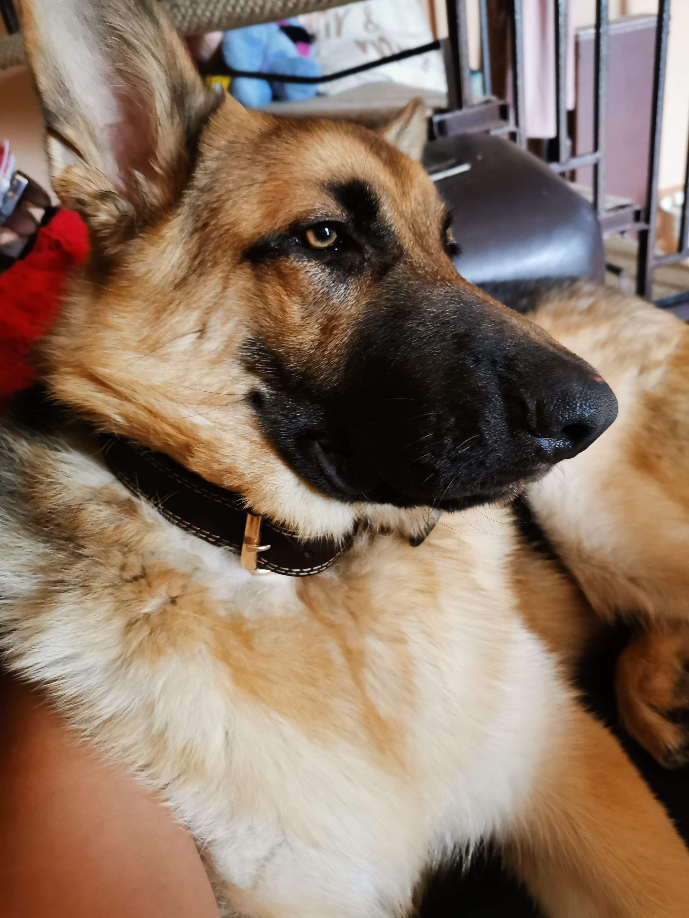 Our German Shepherd Hiro, who is pretending not to enjoy cuddles with his mum | Scrolller