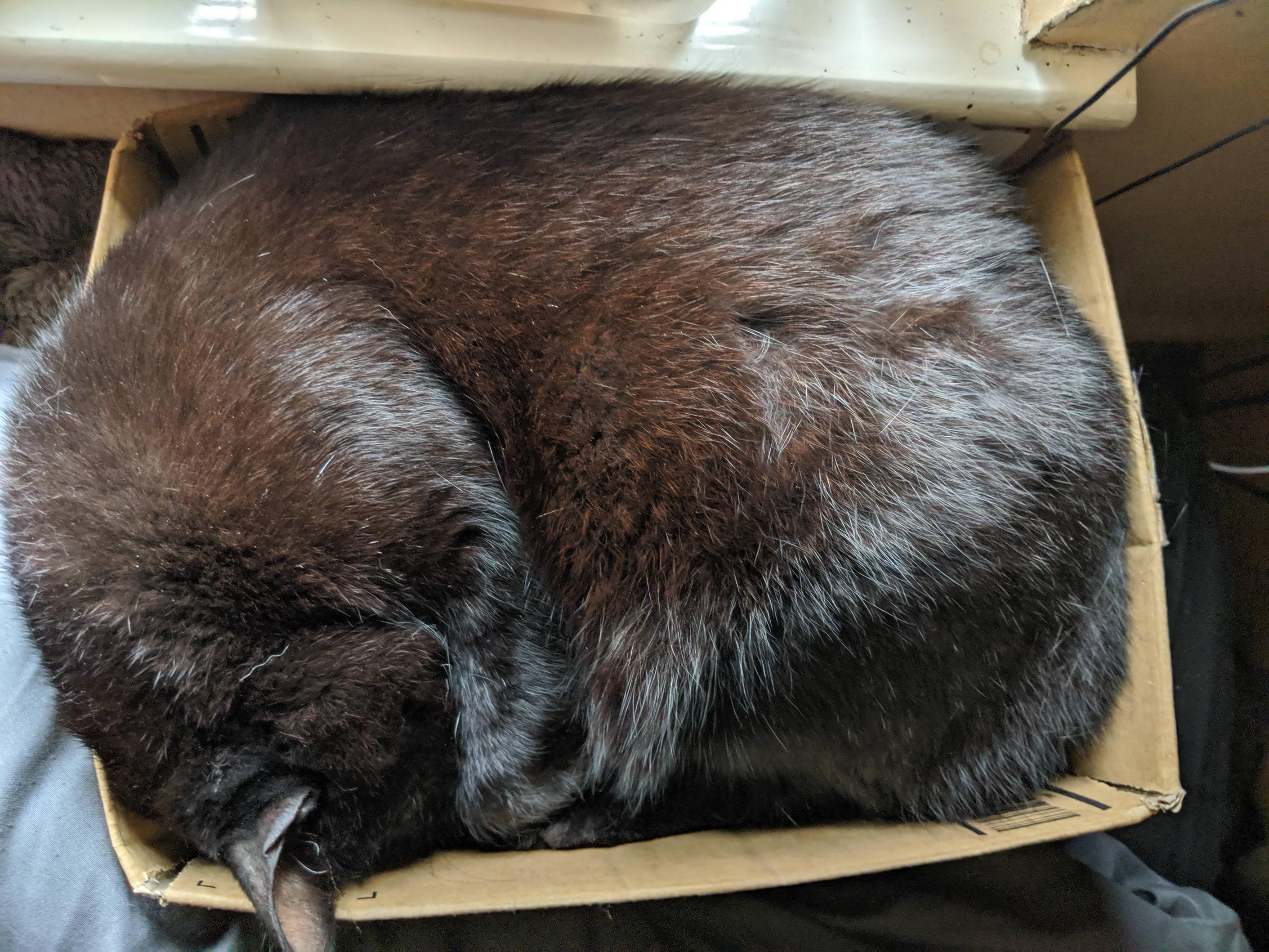 Discover more like TIGHTPUSSY: Our guy's outgrown his box a little and Related Content | Scrolller