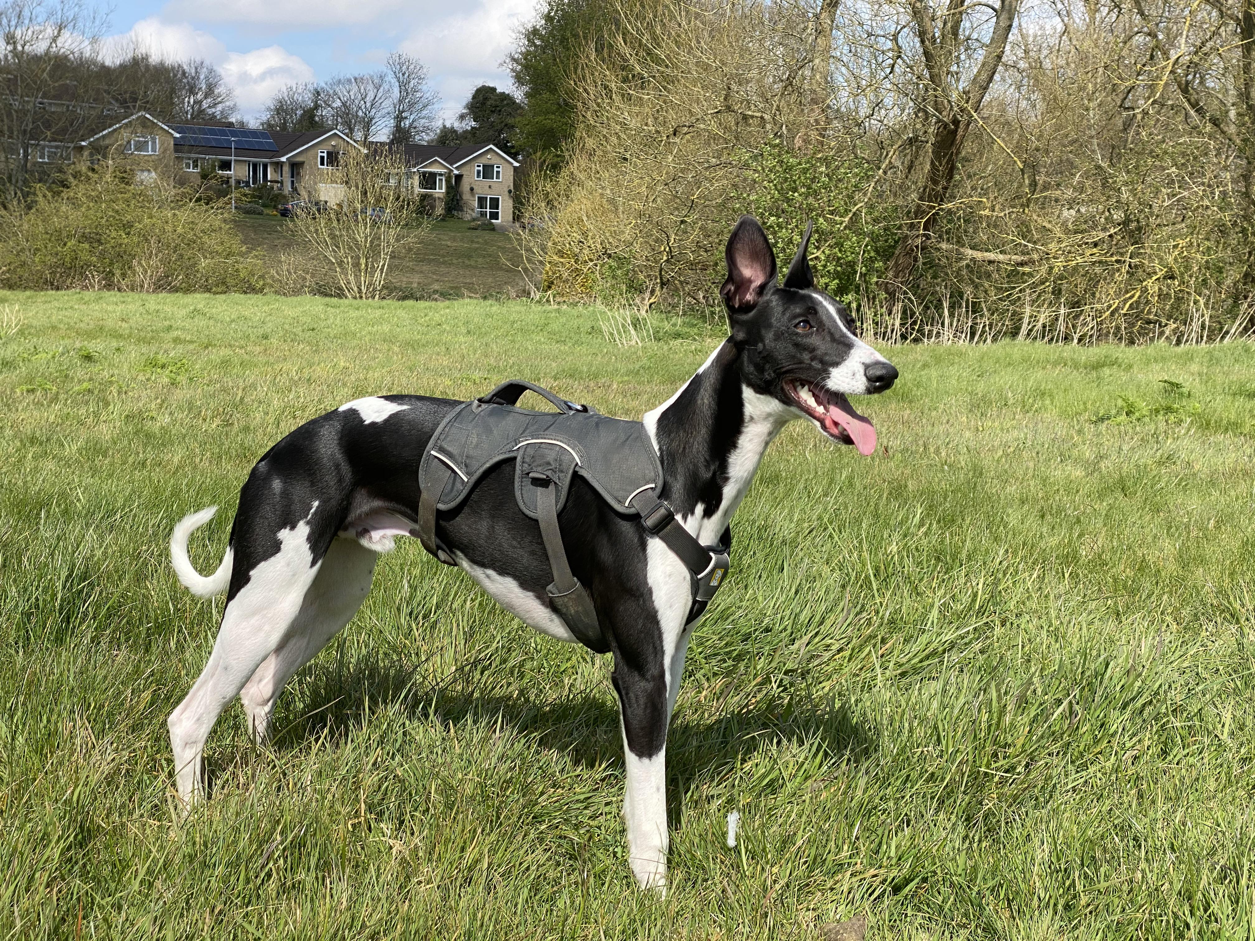 Discover more like Whippets: Our handsome boy, Mr Whippy, on his quarantine walkies! and Related ...