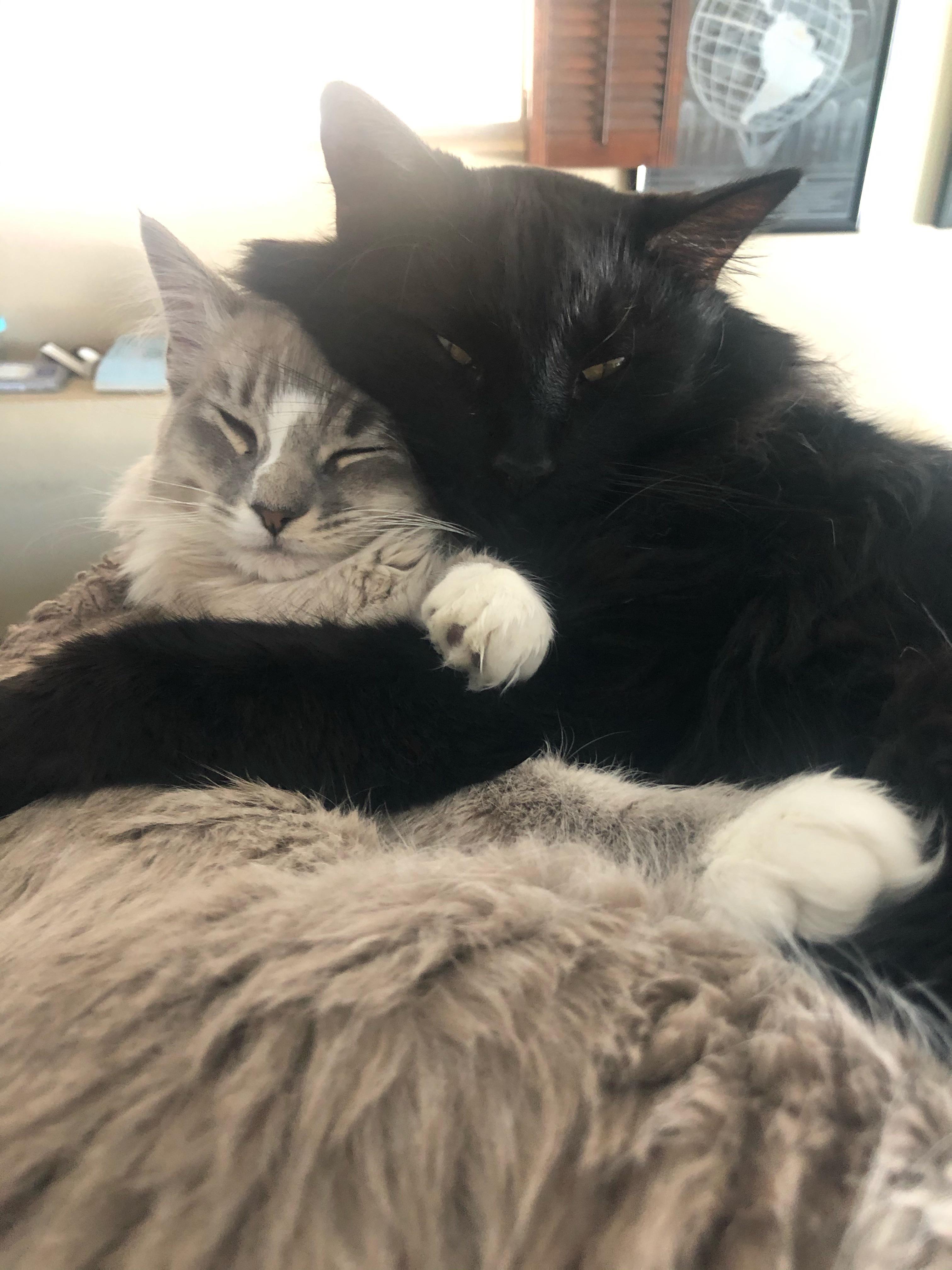 Our kitties want you fine folks to know that everything is gonna be OK. | Scrolller