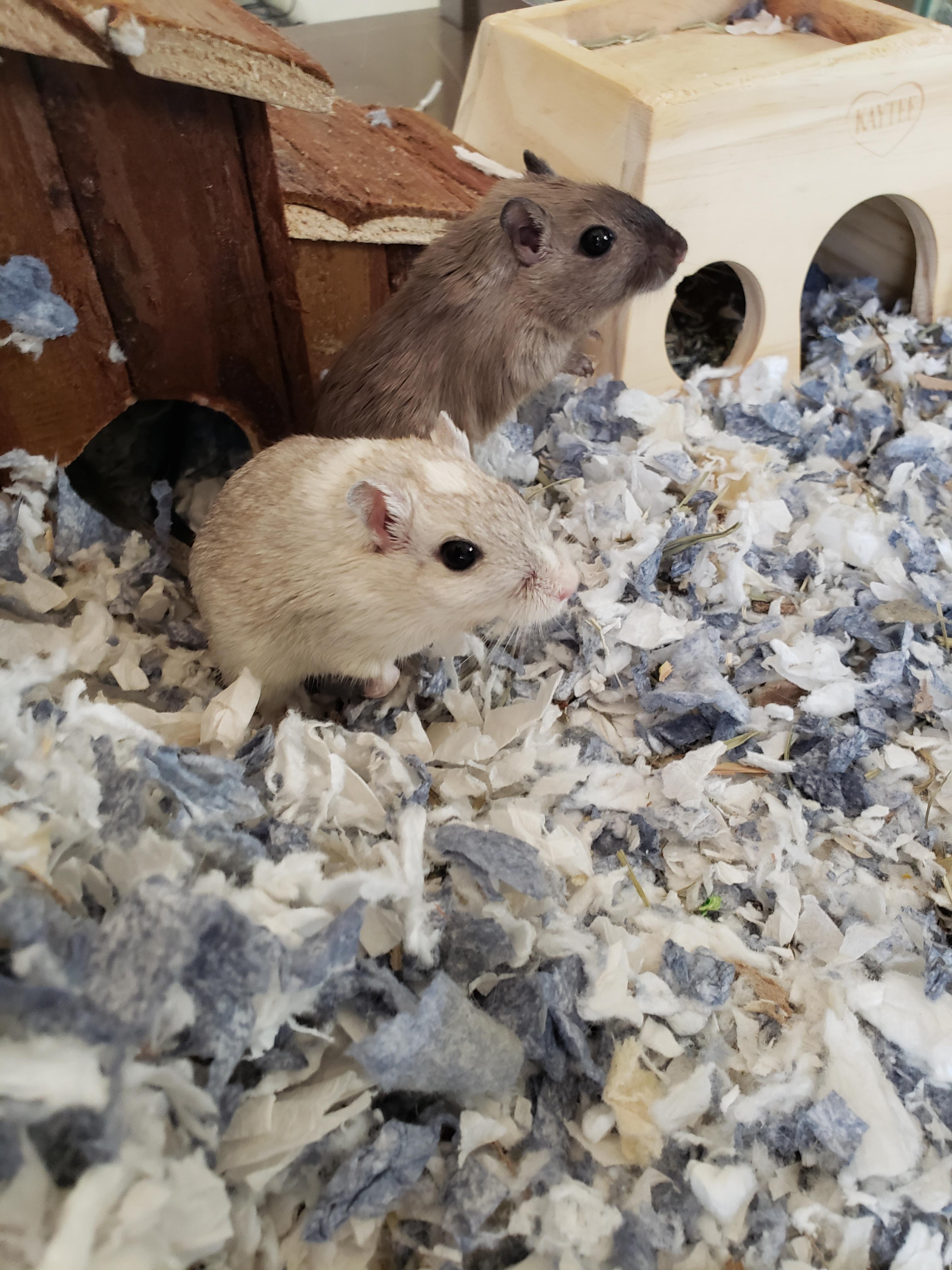 Our little babies | Scrolller