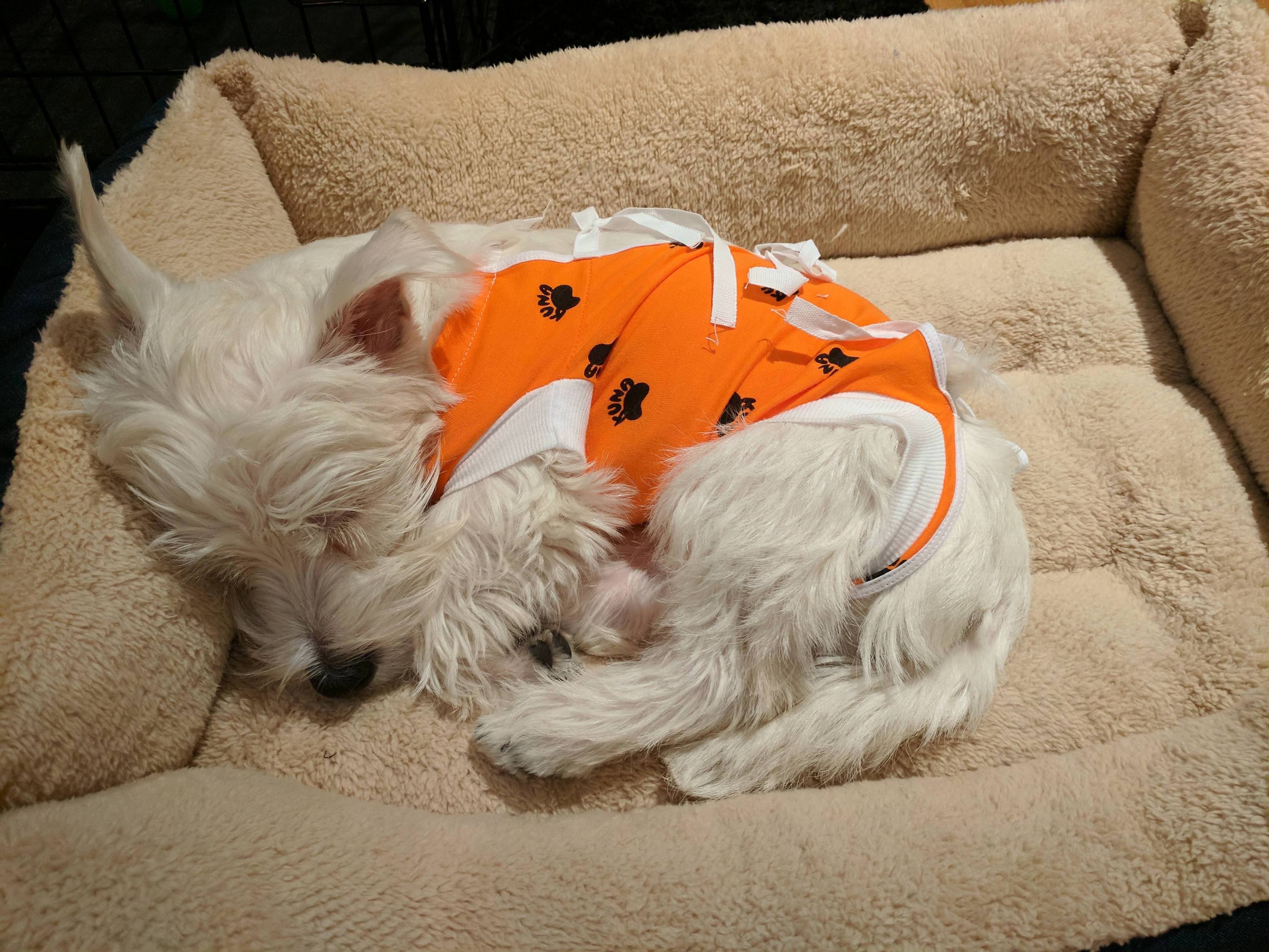 Our little guy recovering after surgery | Scrolller