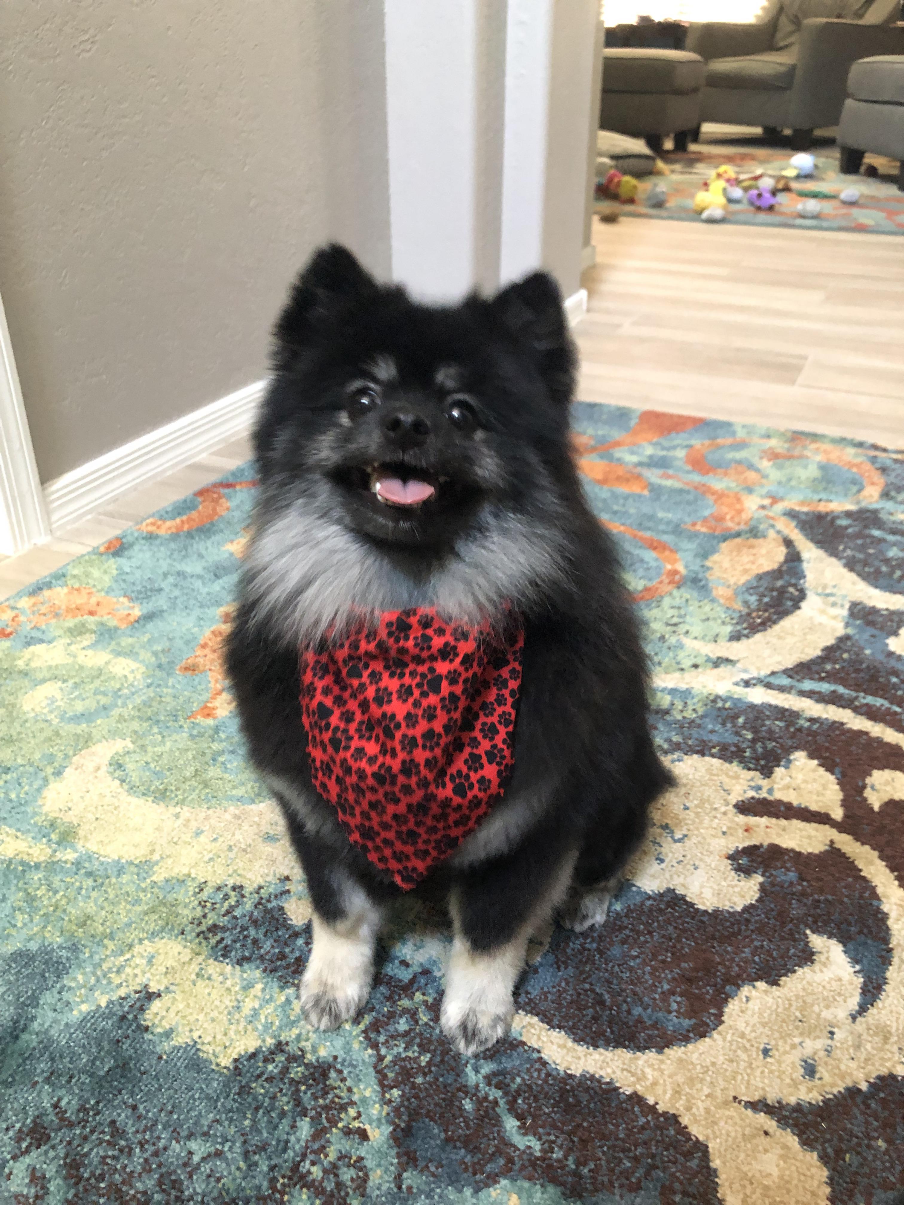 our little miss cecilia (aka chichi!) | Scrolller