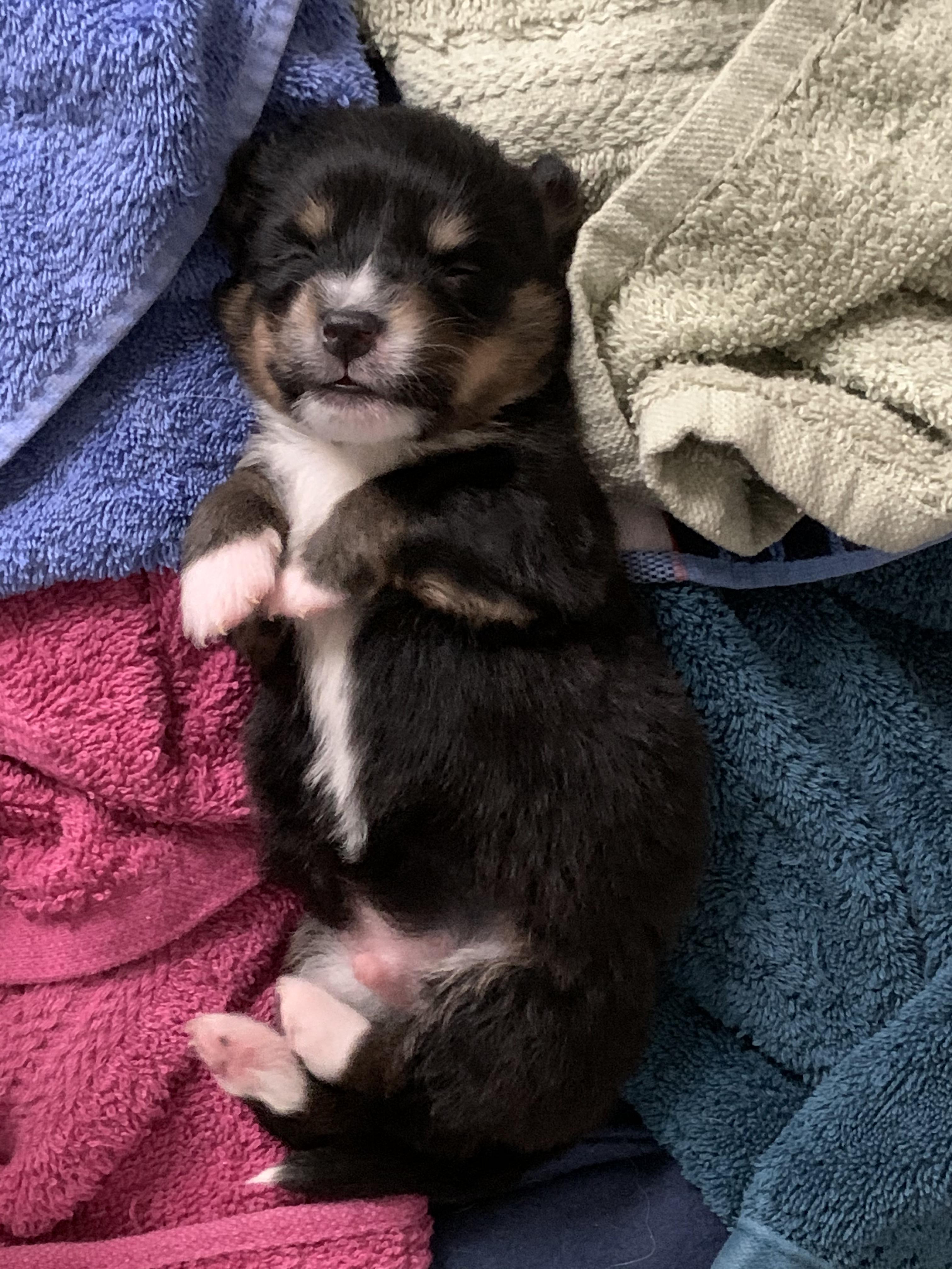 Our little Teddy | Scrolller