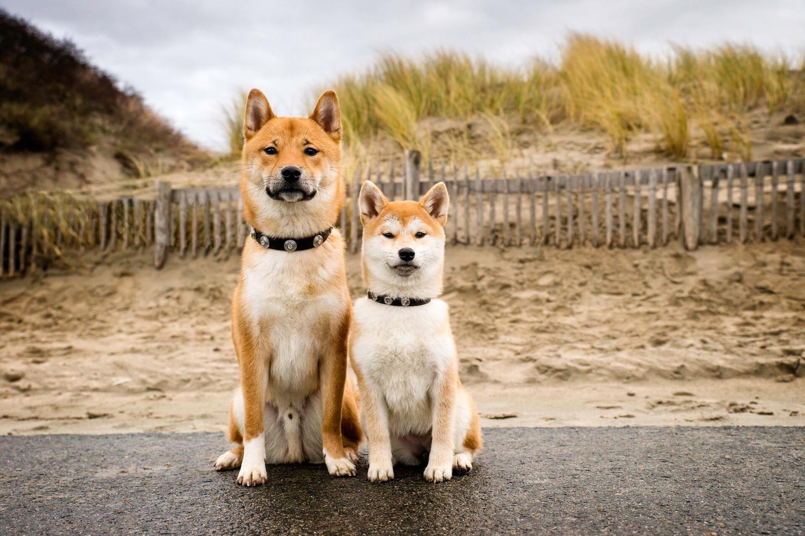 Our lovely dogs😍🐕🐕 | Scrolller