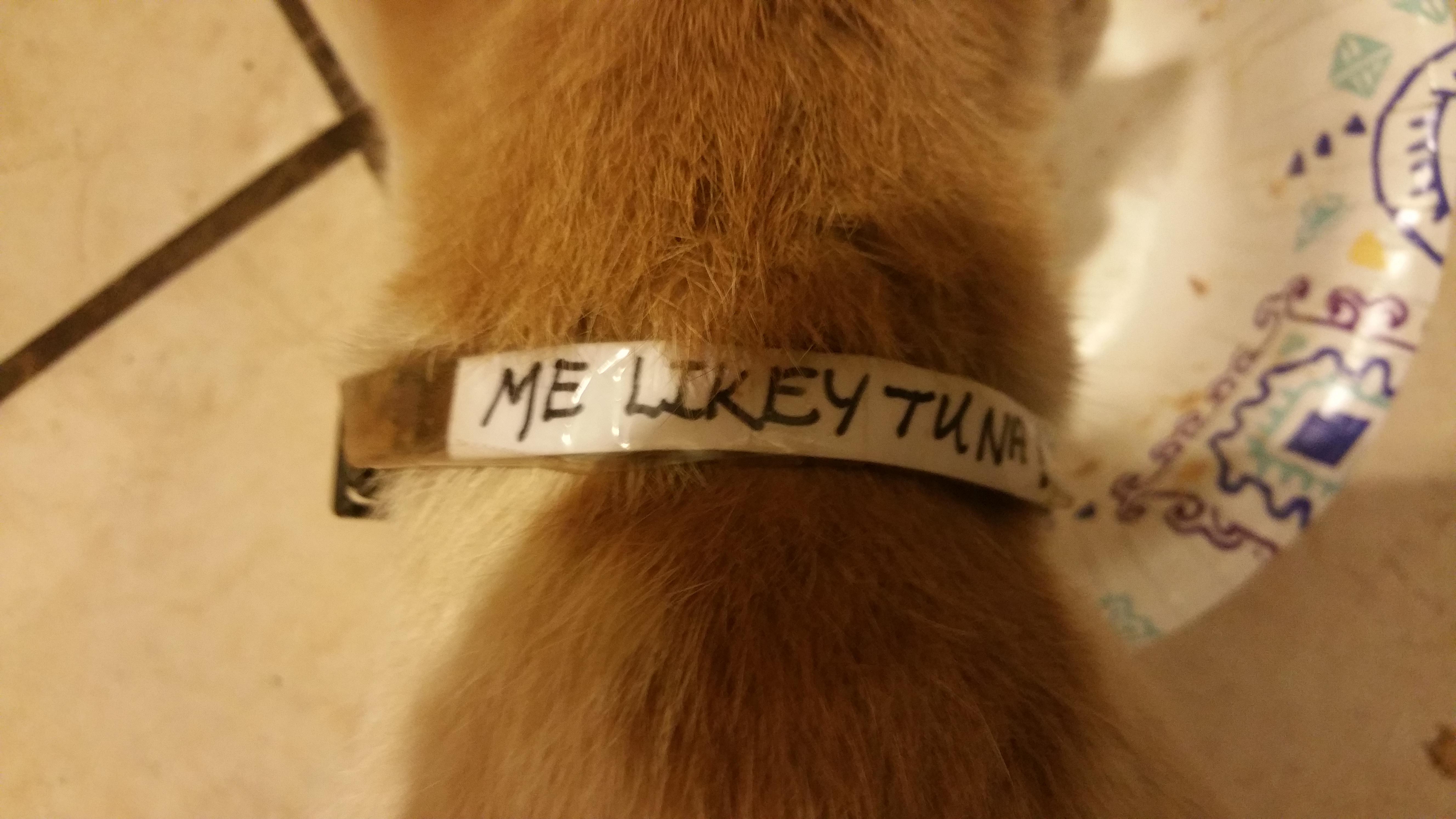 Our neighborhood cat obviously LOVES tuna. So we made the rest of the neighborhood aware via his ...