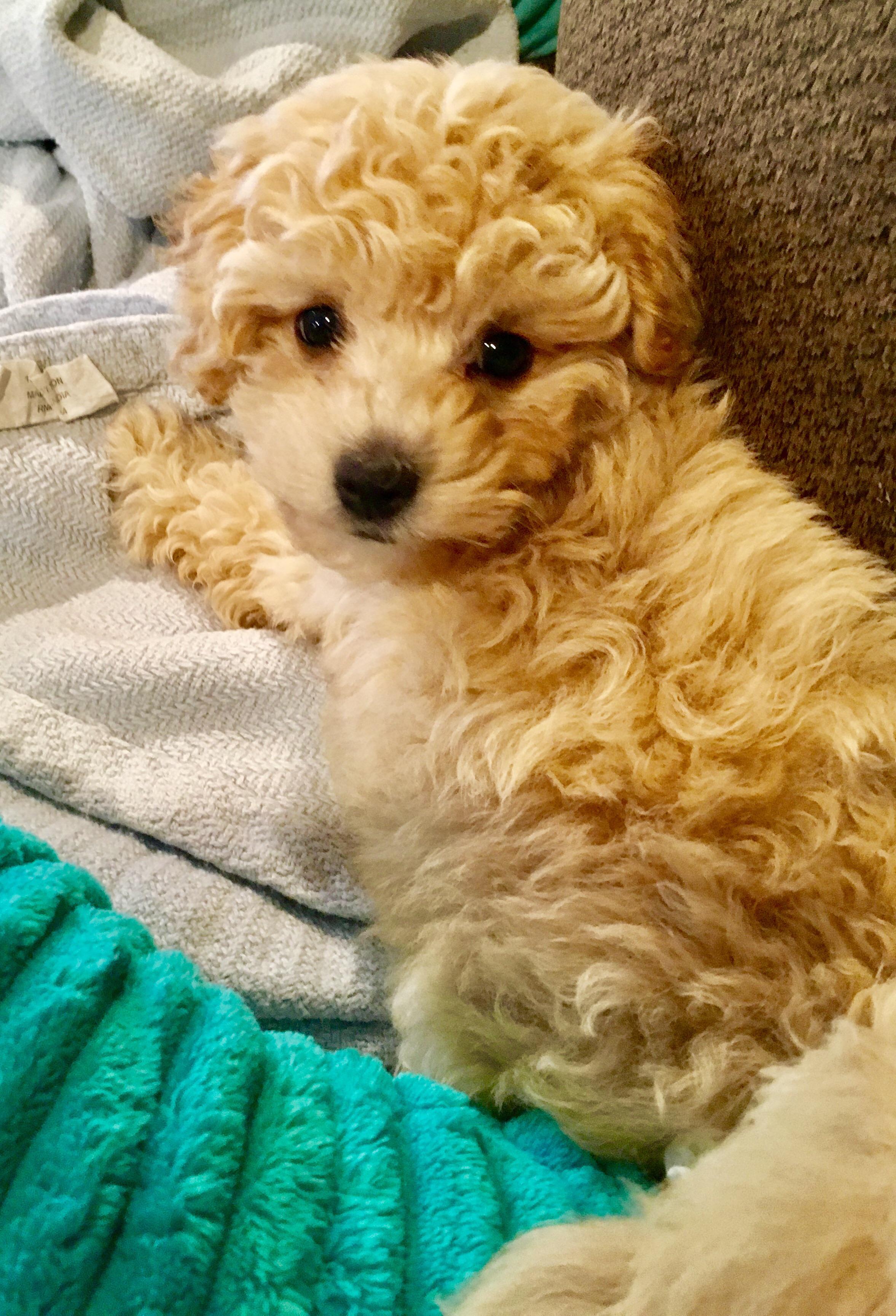 Our new 10 week old Lilly. She's a bundle of joy! | Scrolller