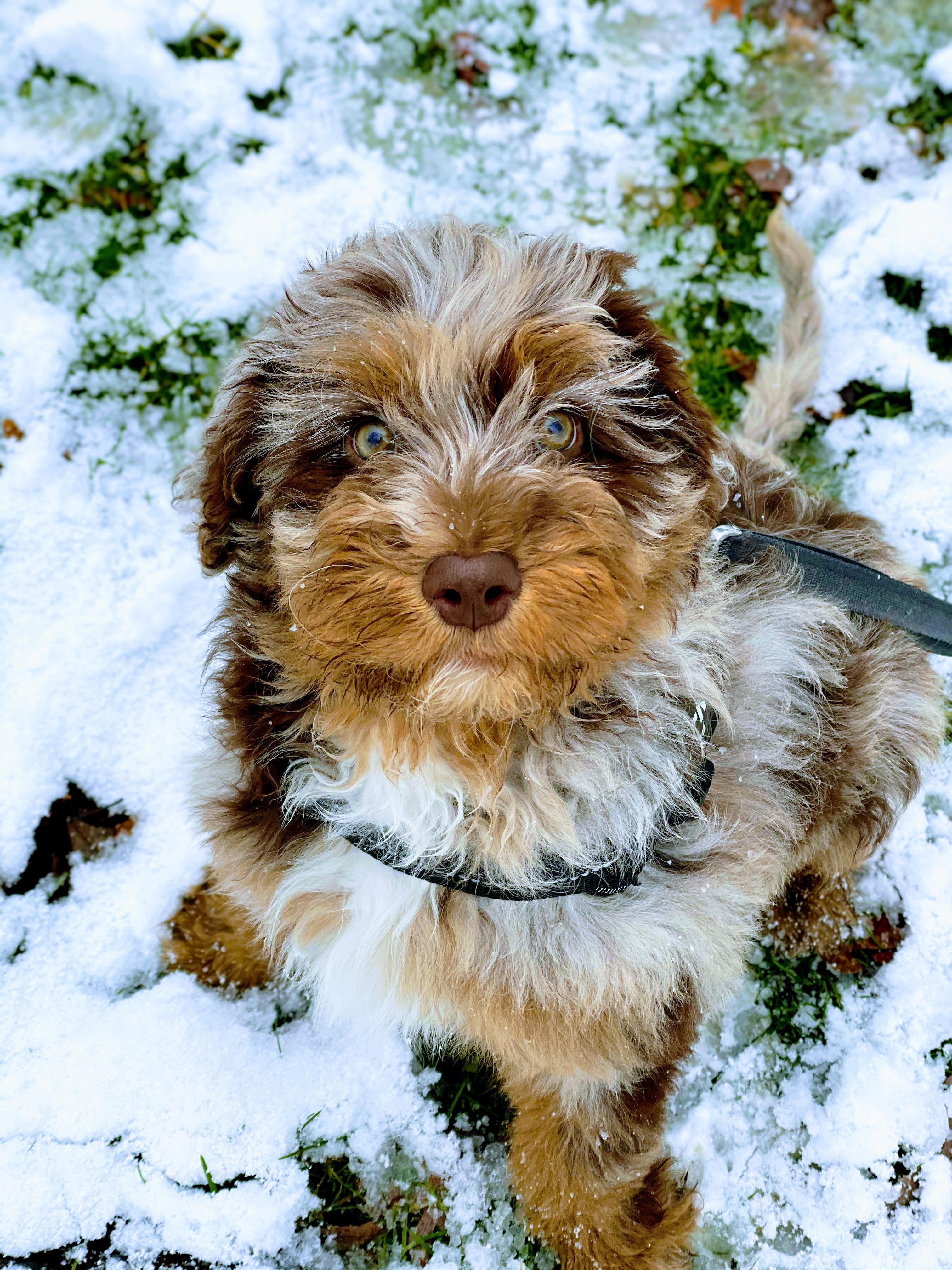 Our New Aussiedoodle Pup - ‘Rue’ | Scrolller