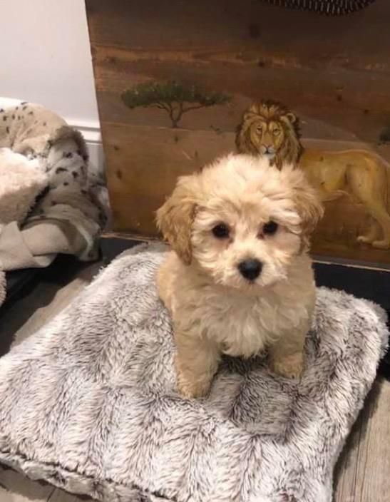 Our new cavapoo Buddy | Scrolller