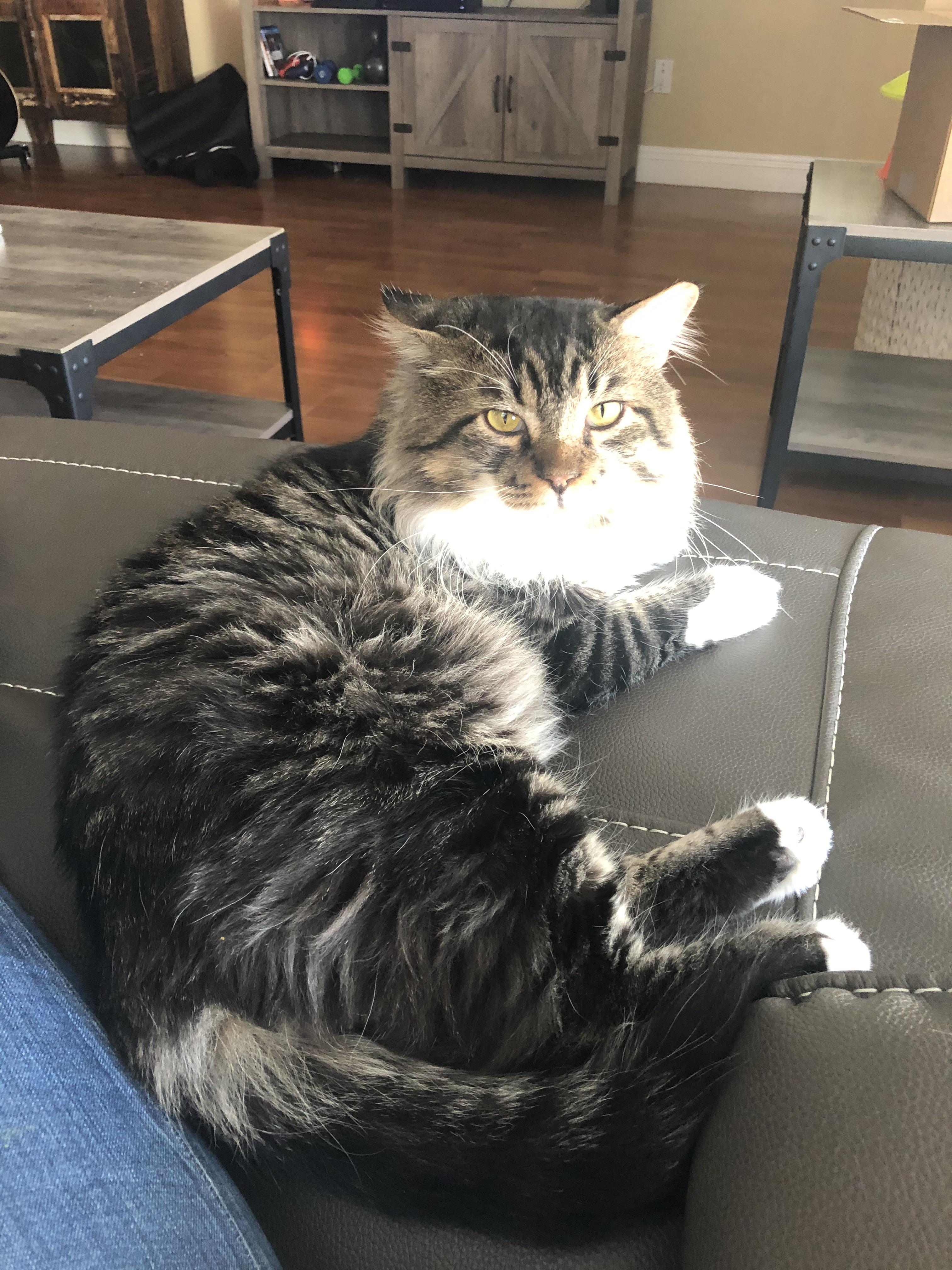 Our new family addition - meet Walter 😻 | Scrolller