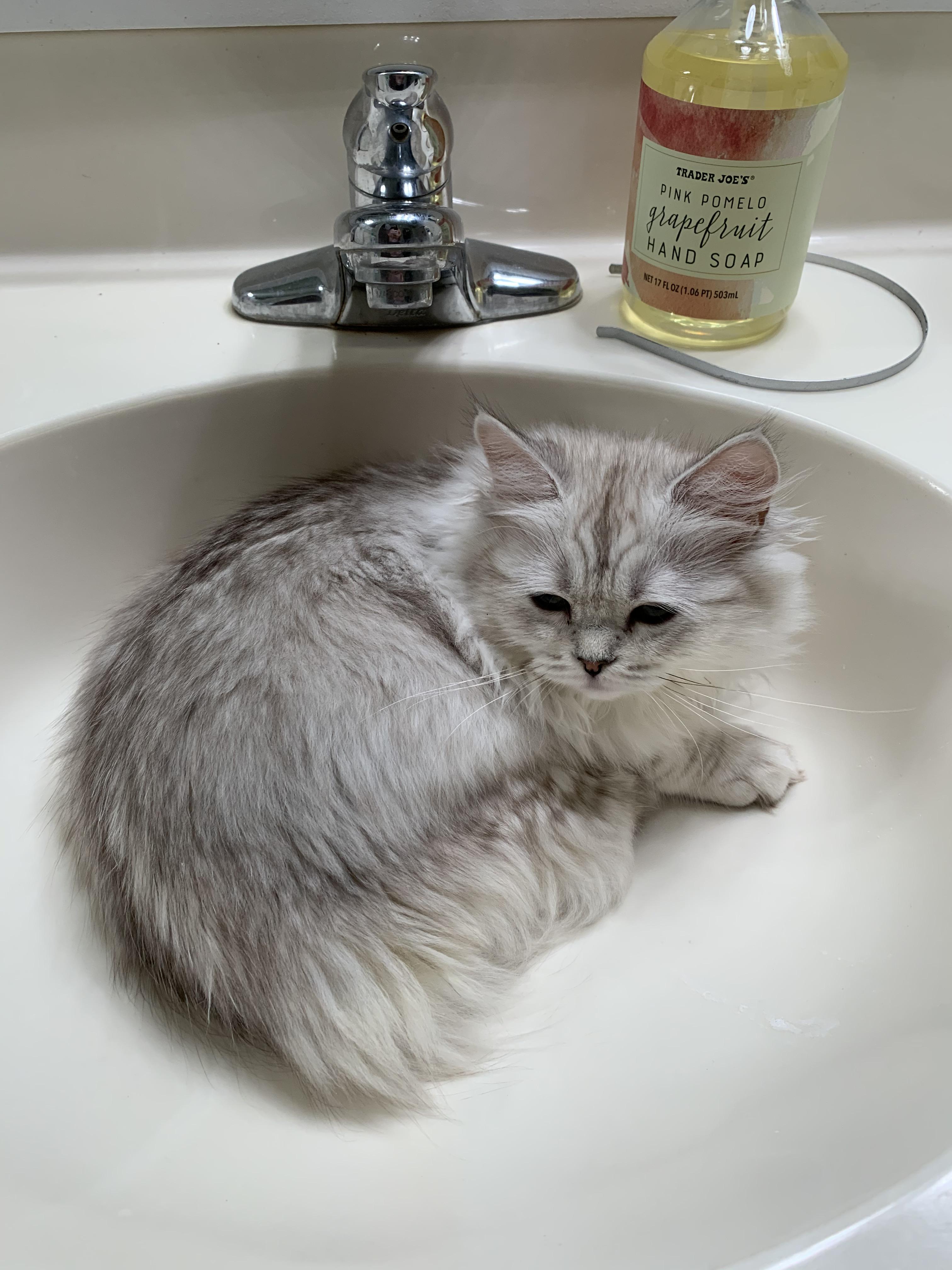 our new kitty is straight chillin | Scrolller