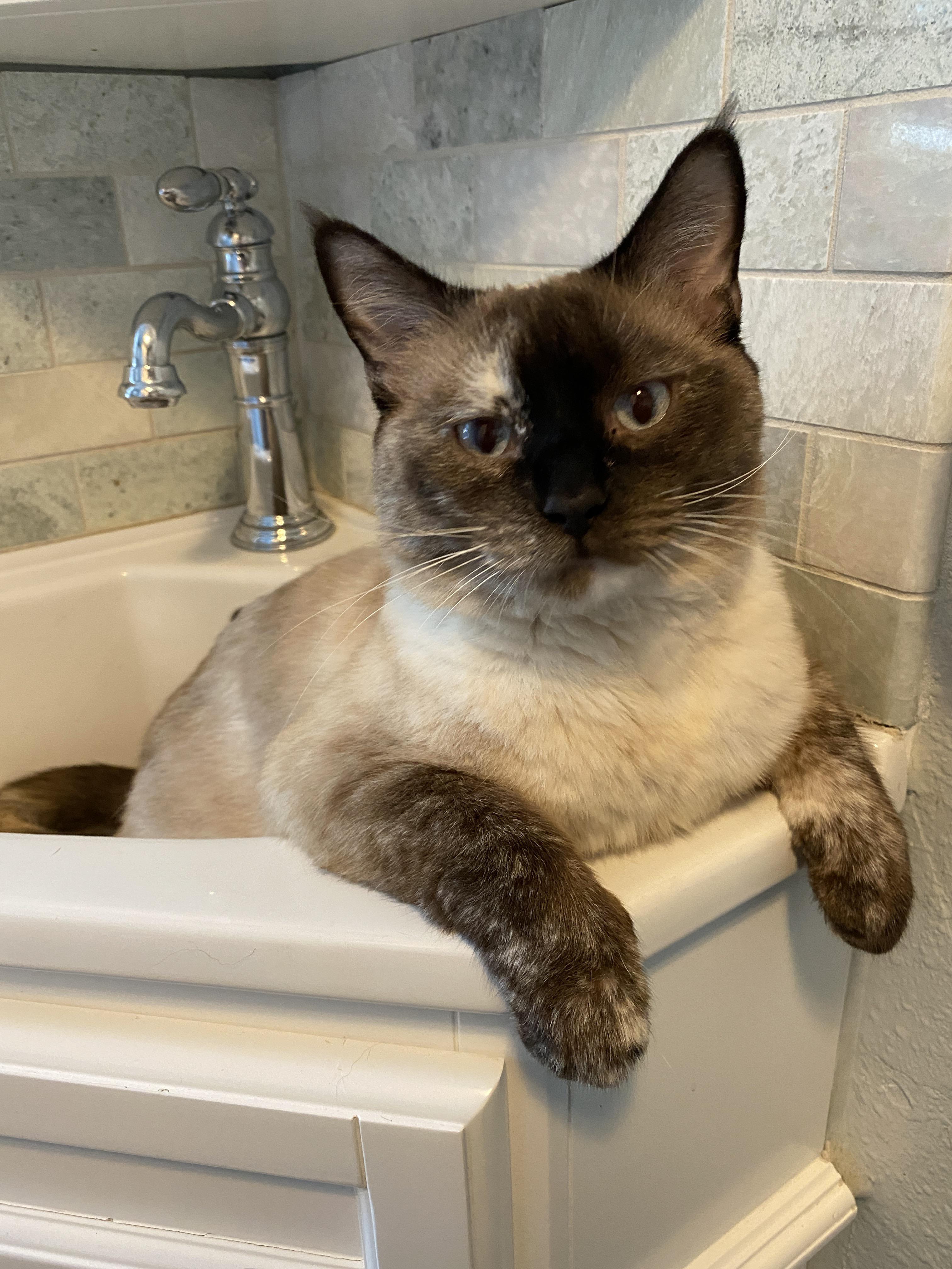 Our new kitty Mabel just discovered how comfy the sink is | Scrolller