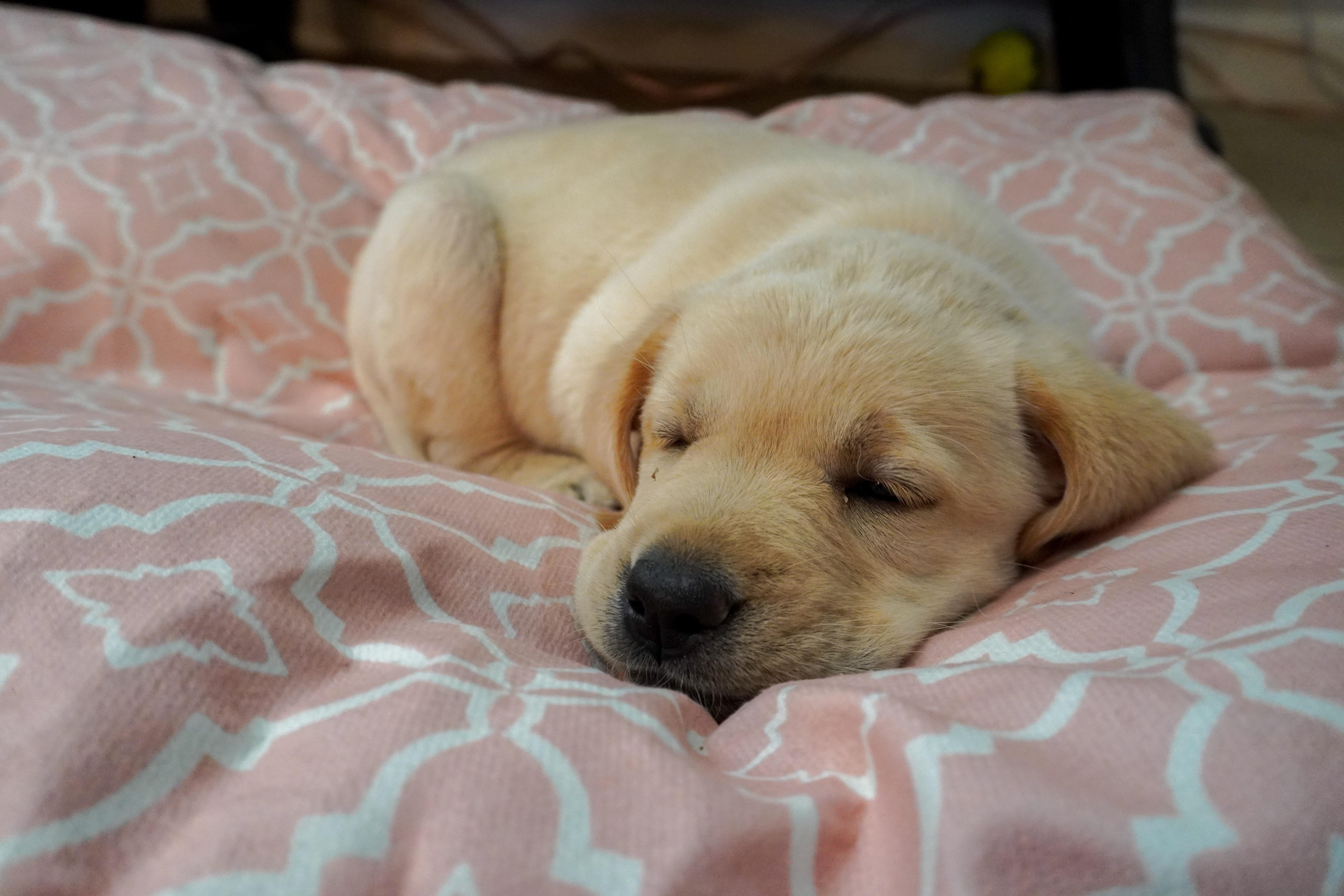 Our new labrador puppy “Ruby” :) | Scrolller