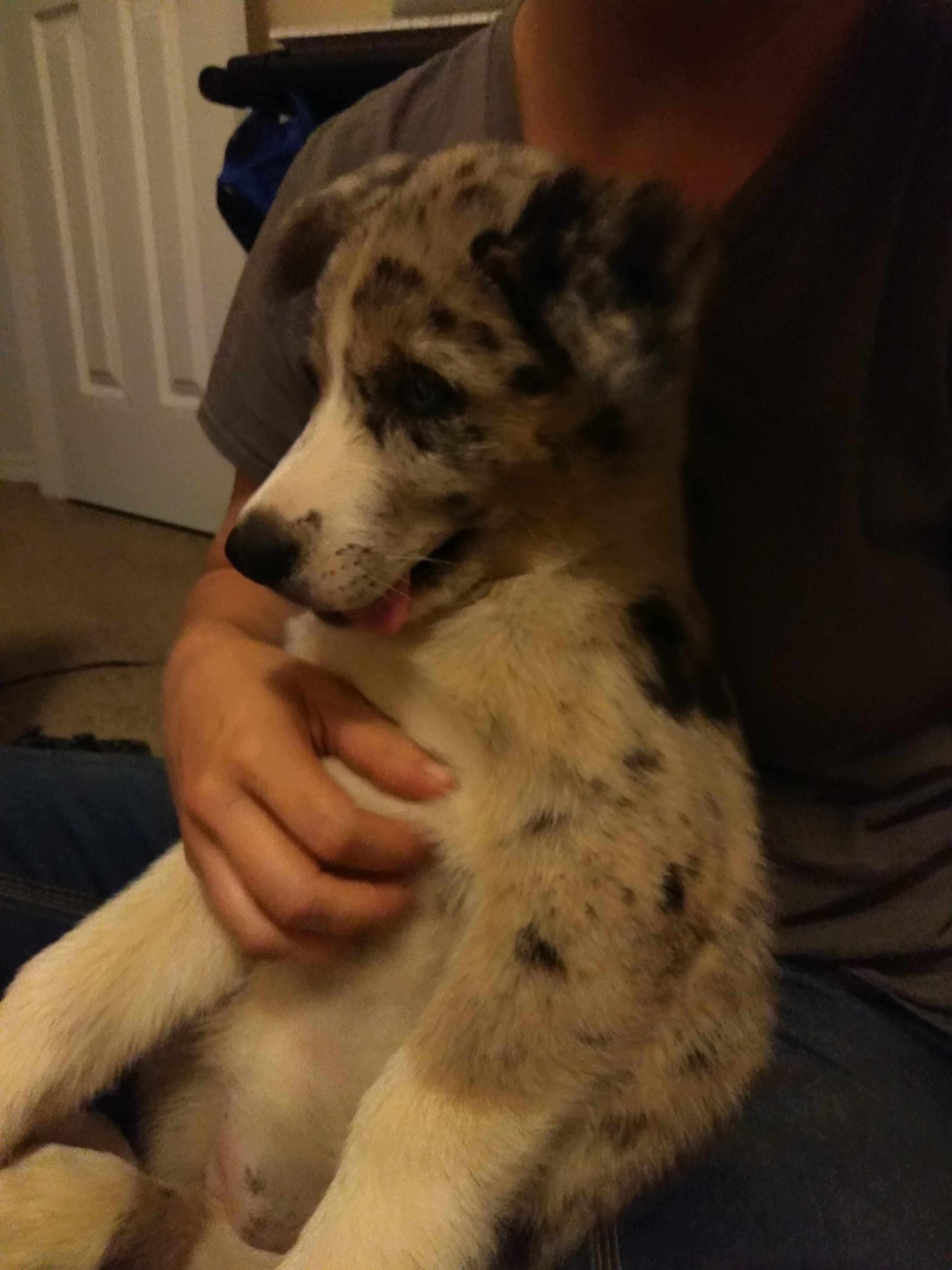 Our new puppy is the derp queen!!! ️ ️ | Scrolller