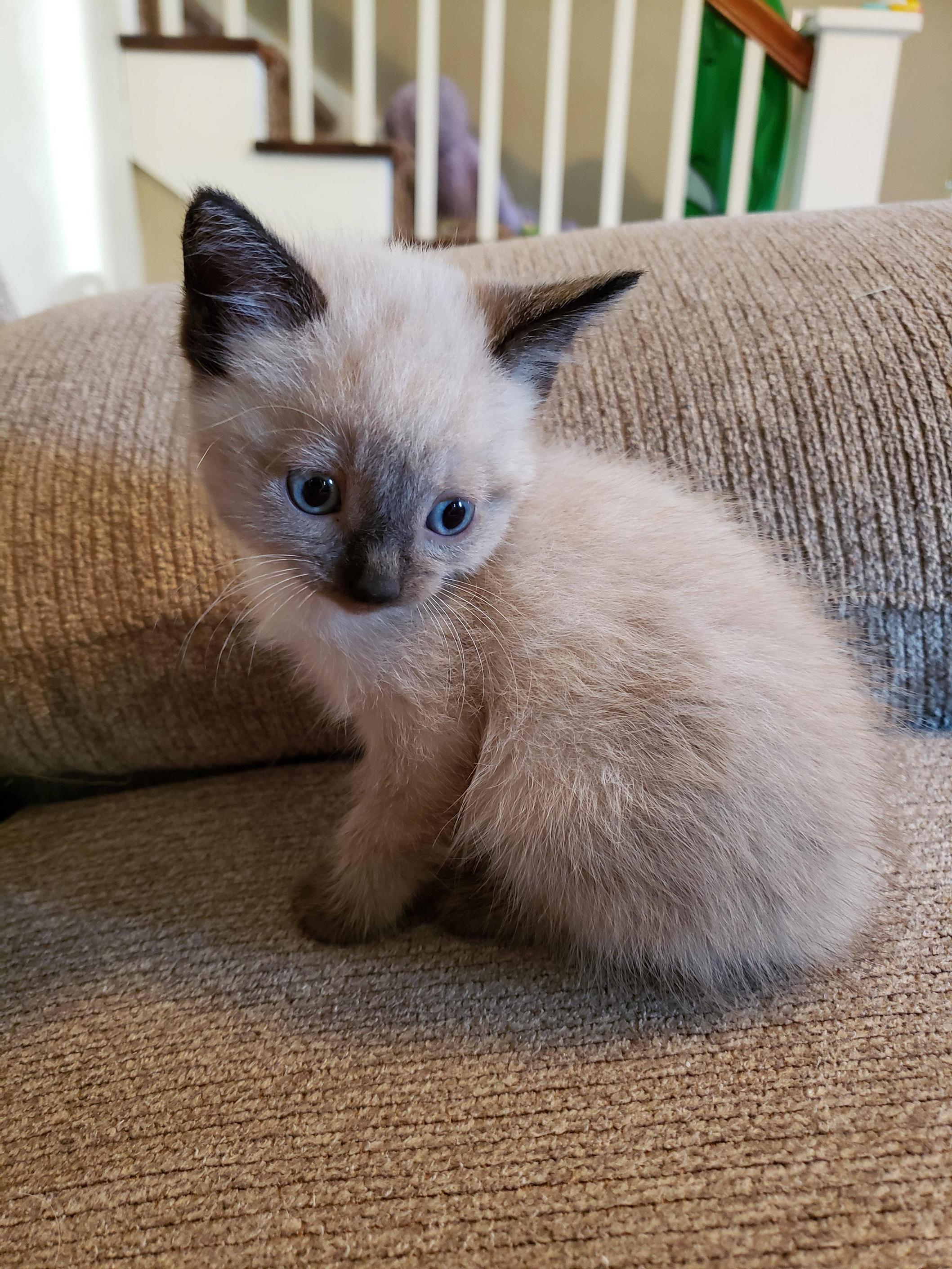 Our new rescue, Luna! | Scrolller