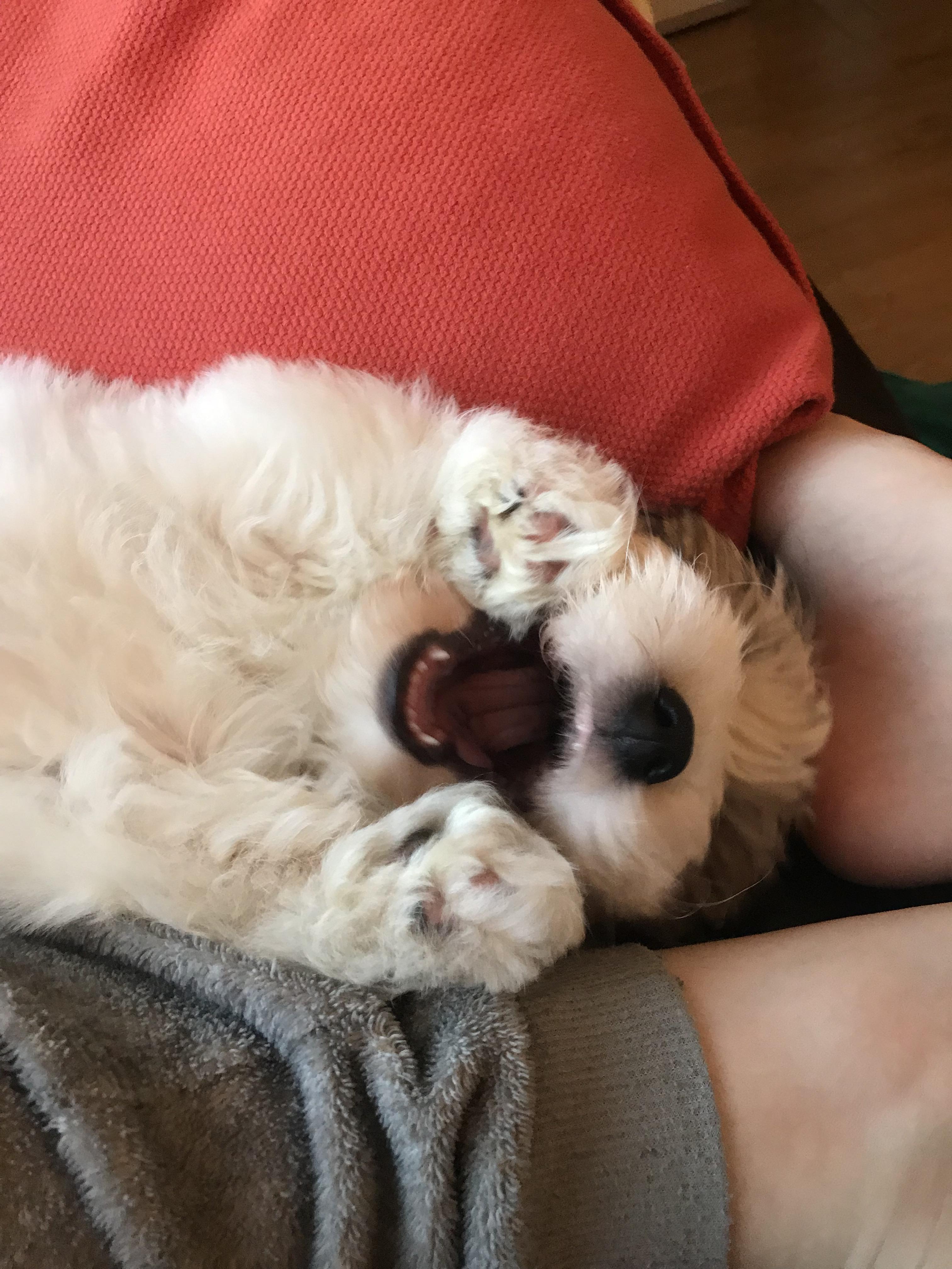 Our newest family member, 9 weeks old! | Scrolller