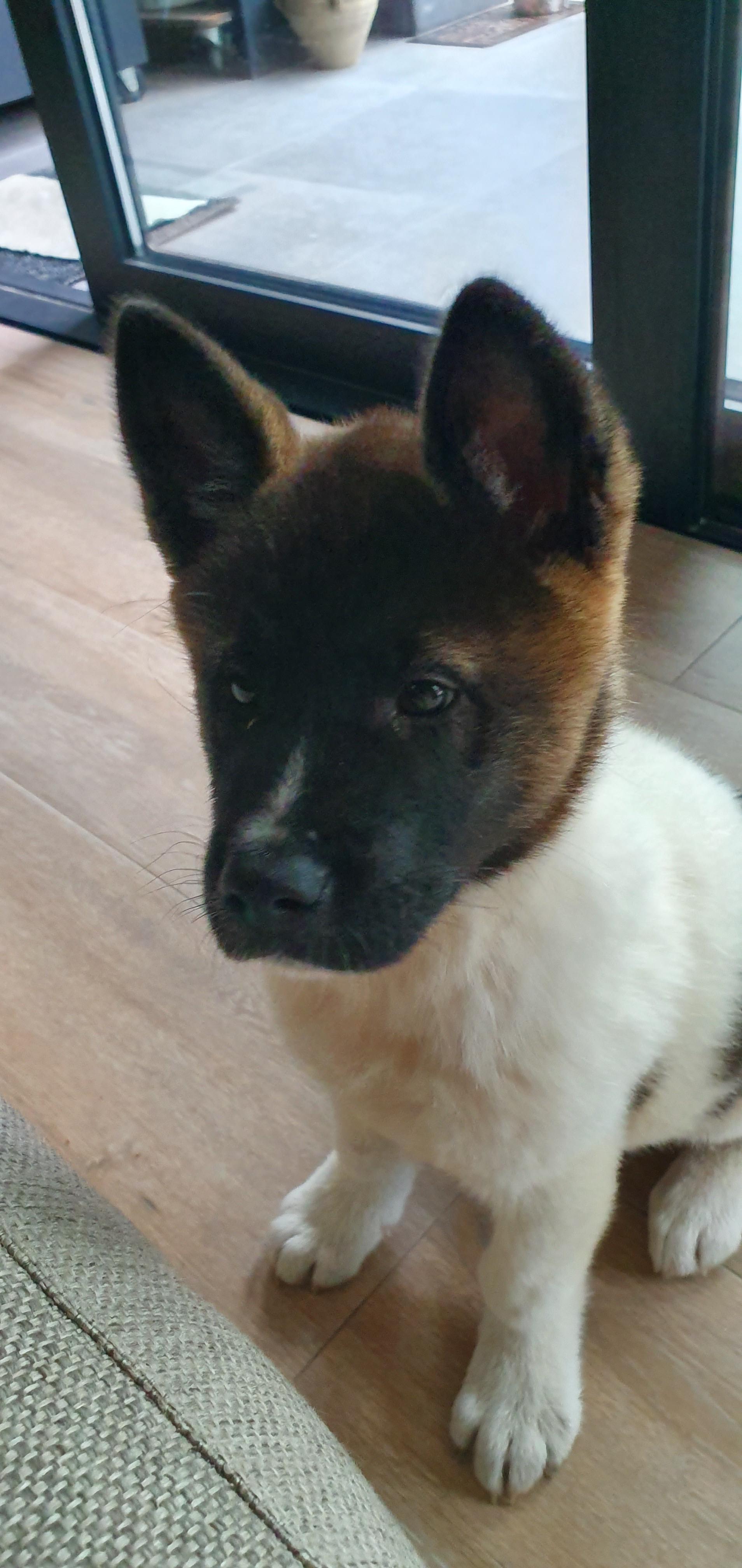 Our newest family member (American Akita) | Scrolller
