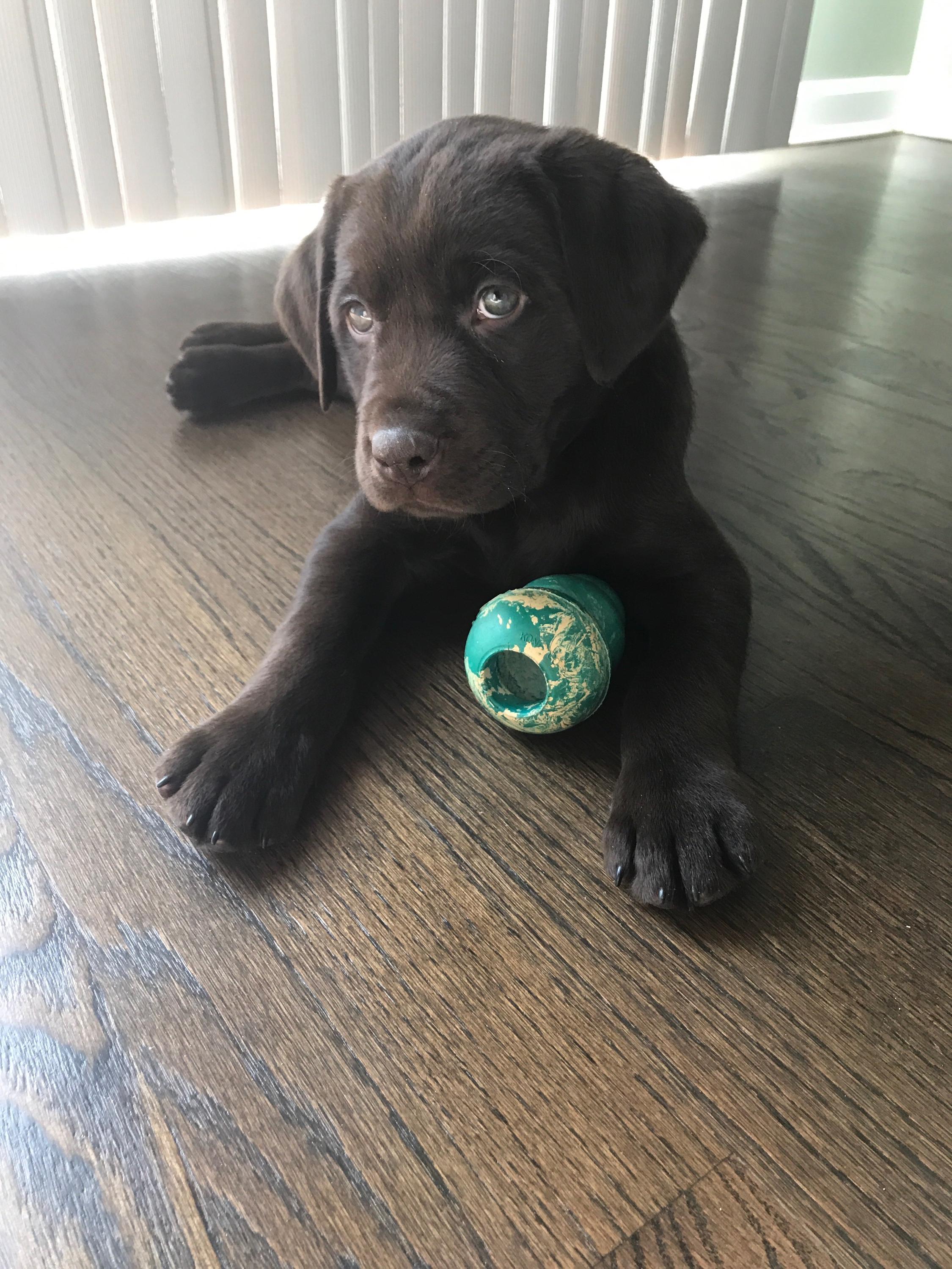 Our newest family member, Charlie! Eight week old chocolate lab | Scrolller