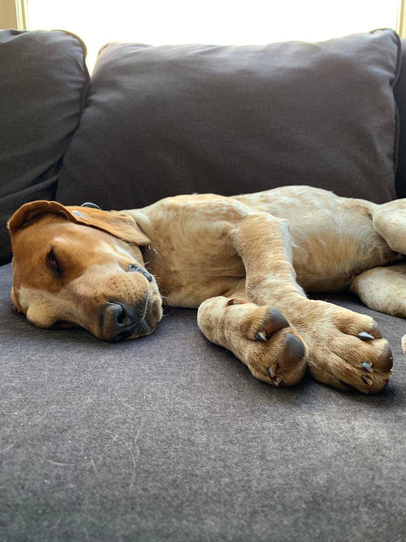 Our newest family member, Pepper. | Scrolller