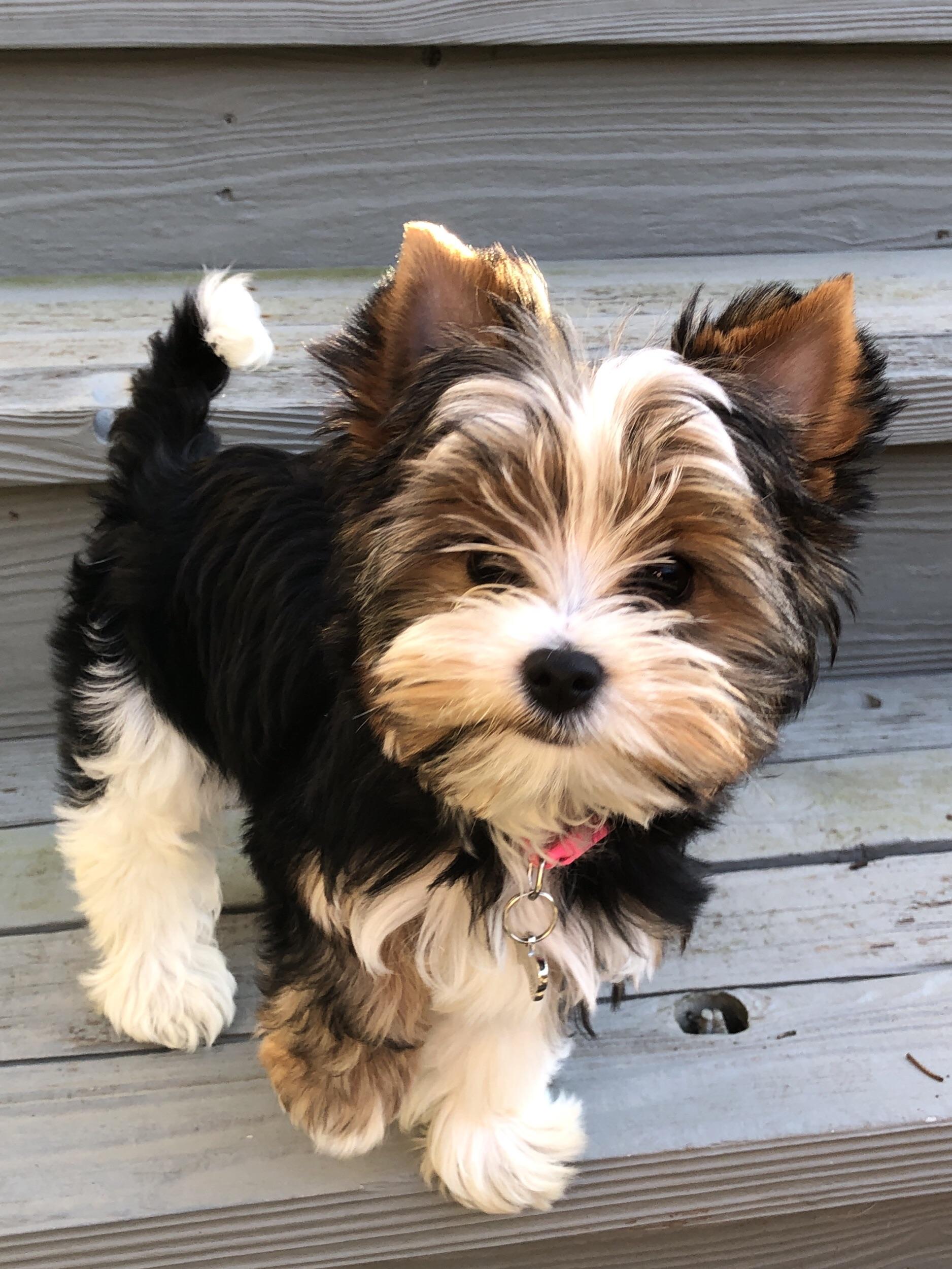 Our newest family member- Sadie! | Scrolller