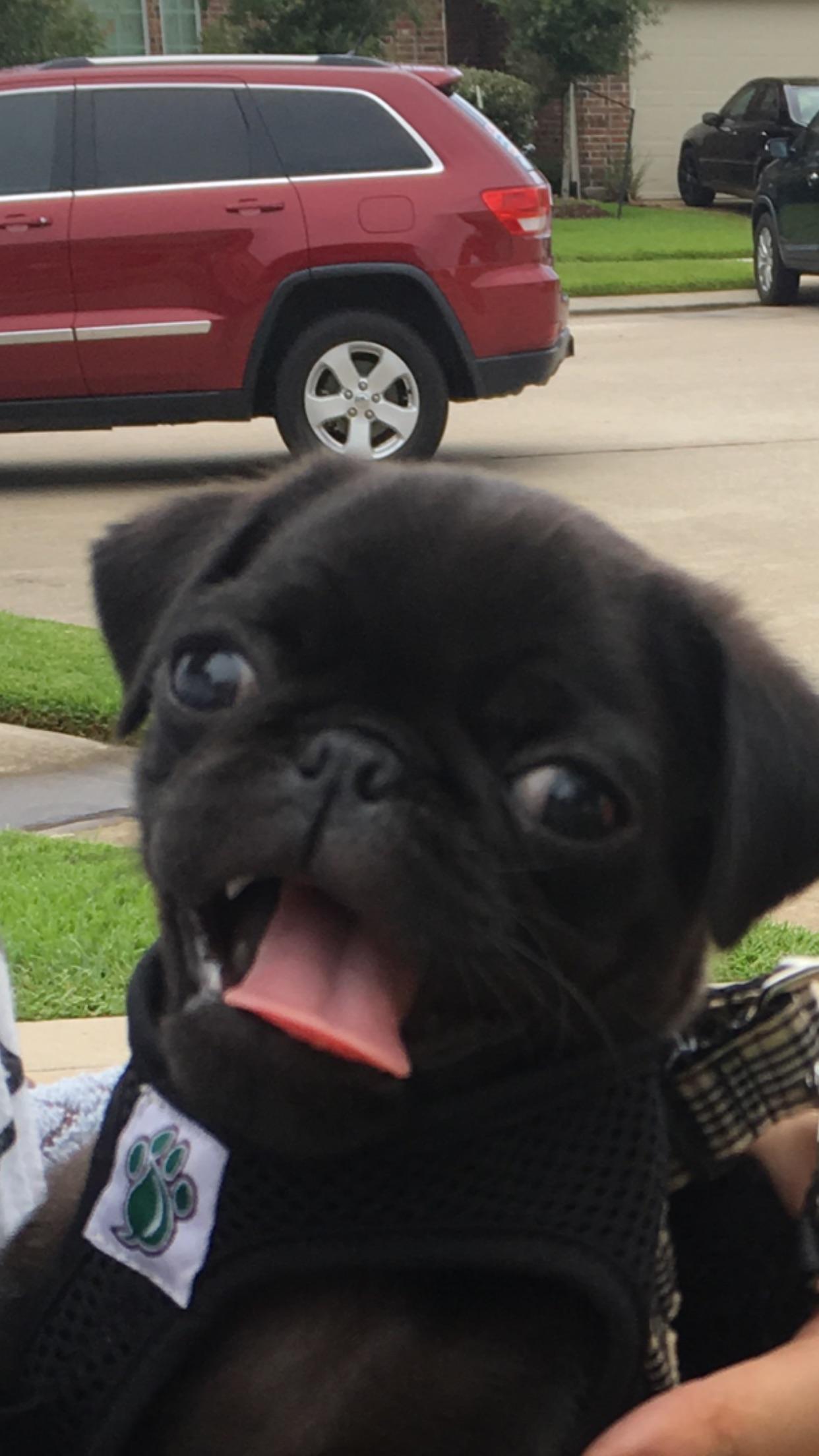 our photogenic little pupper | Scrolller