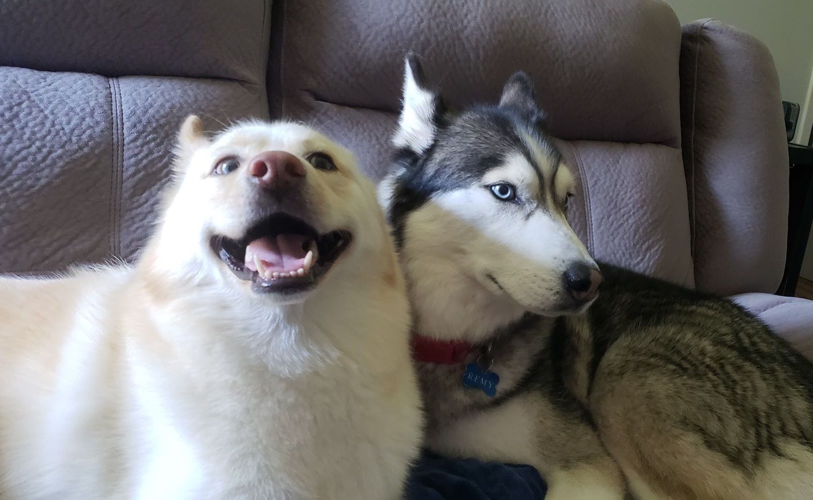 Our Pomsky met a full Husky today | Scrolller