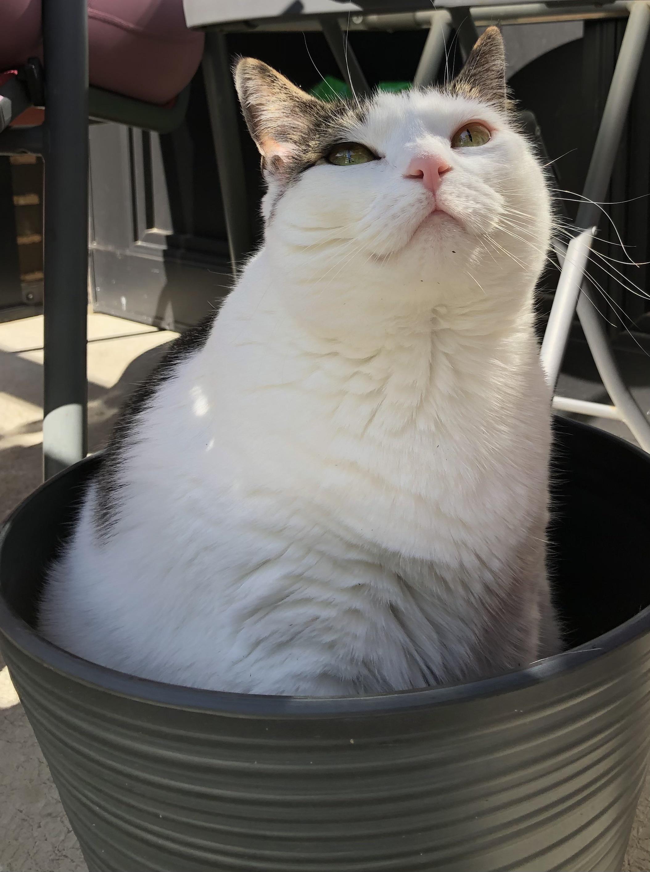 Our potted cat Jane craves the sun light. | Scrolller