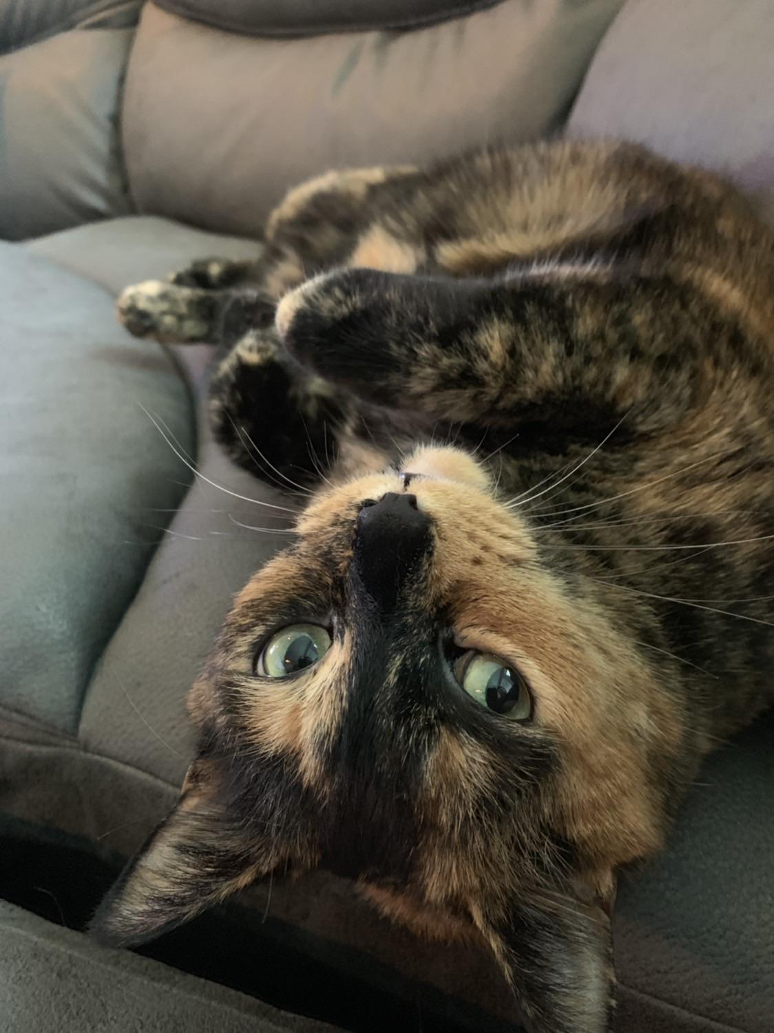 Our princess, baby angel, sissy, the regal girl herself - Pfeiffer! She’s fully aware of her ...