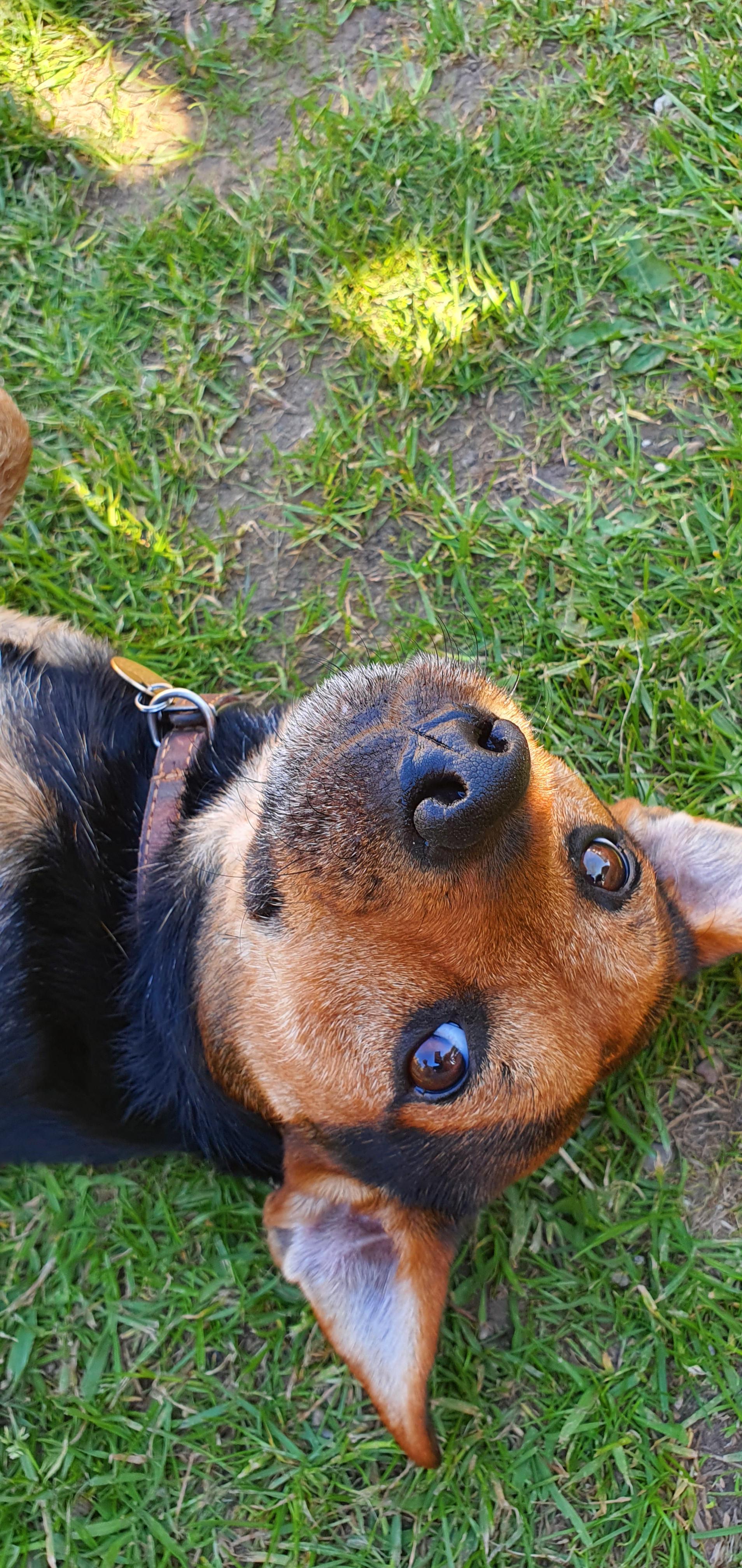 Our Rolo sunbathing in the garden 😎 | Scrolller
