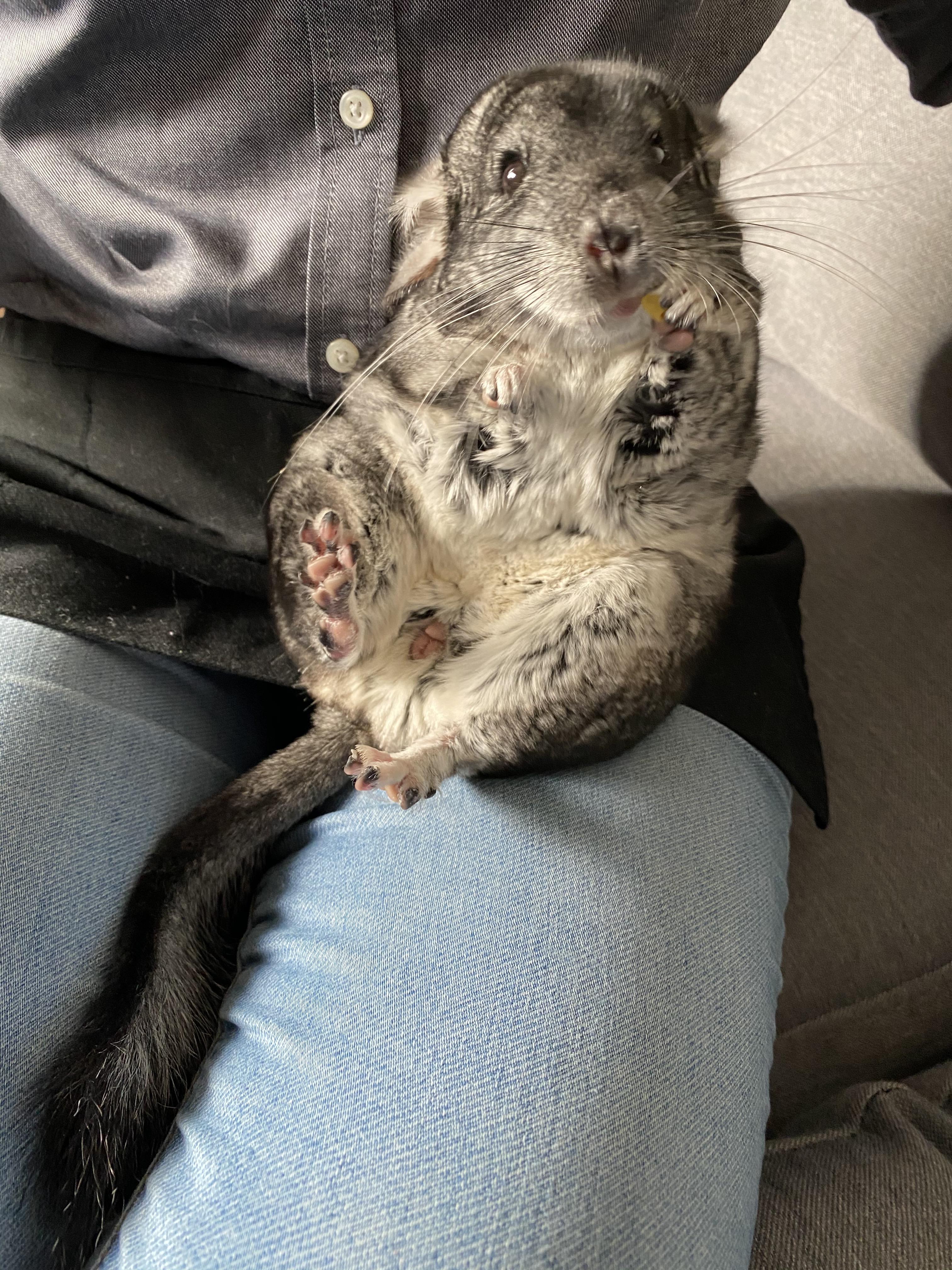 Our sweet Mochi! | Scrolller