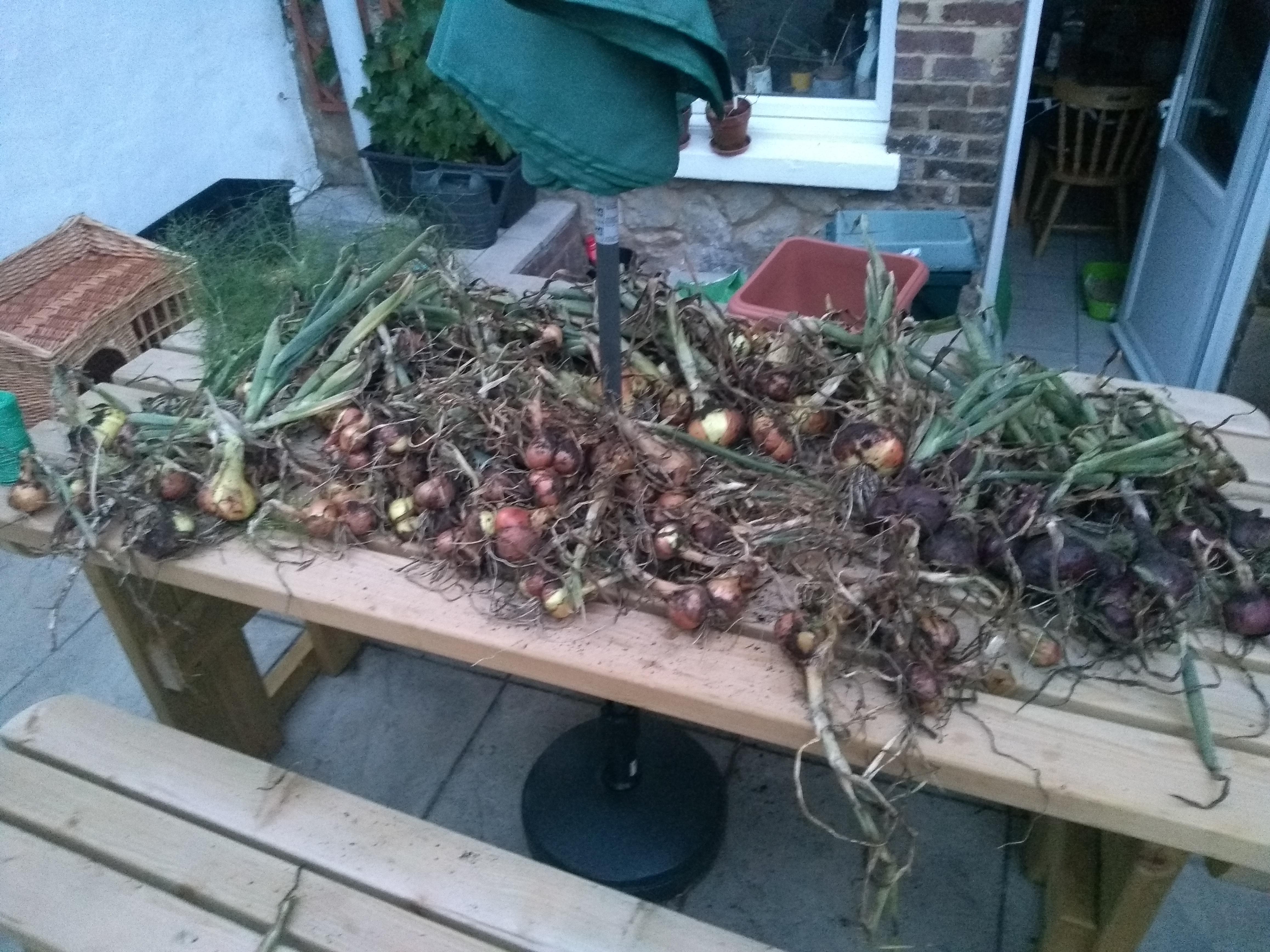 Our table of onions | Scrolller