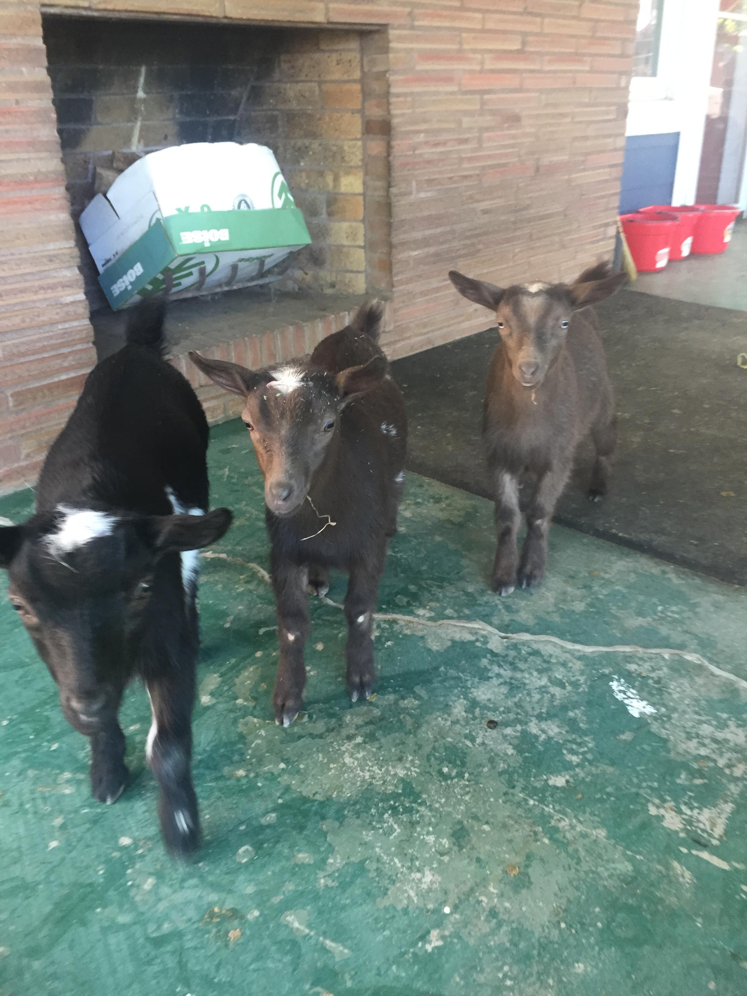 Our three little boys | Scrolller