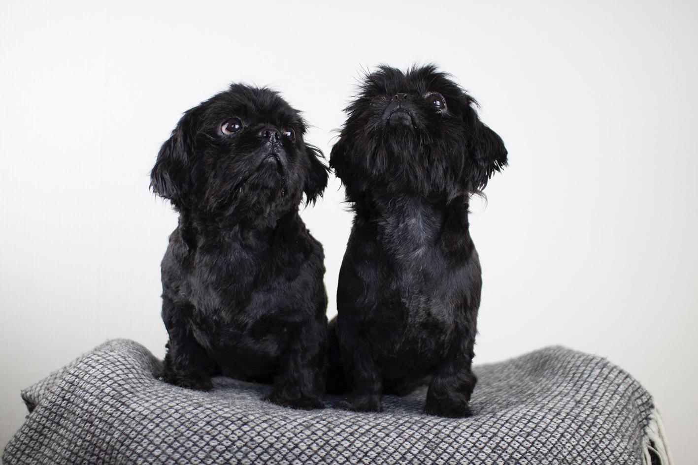 Our two cute dogs:) | Scrolller